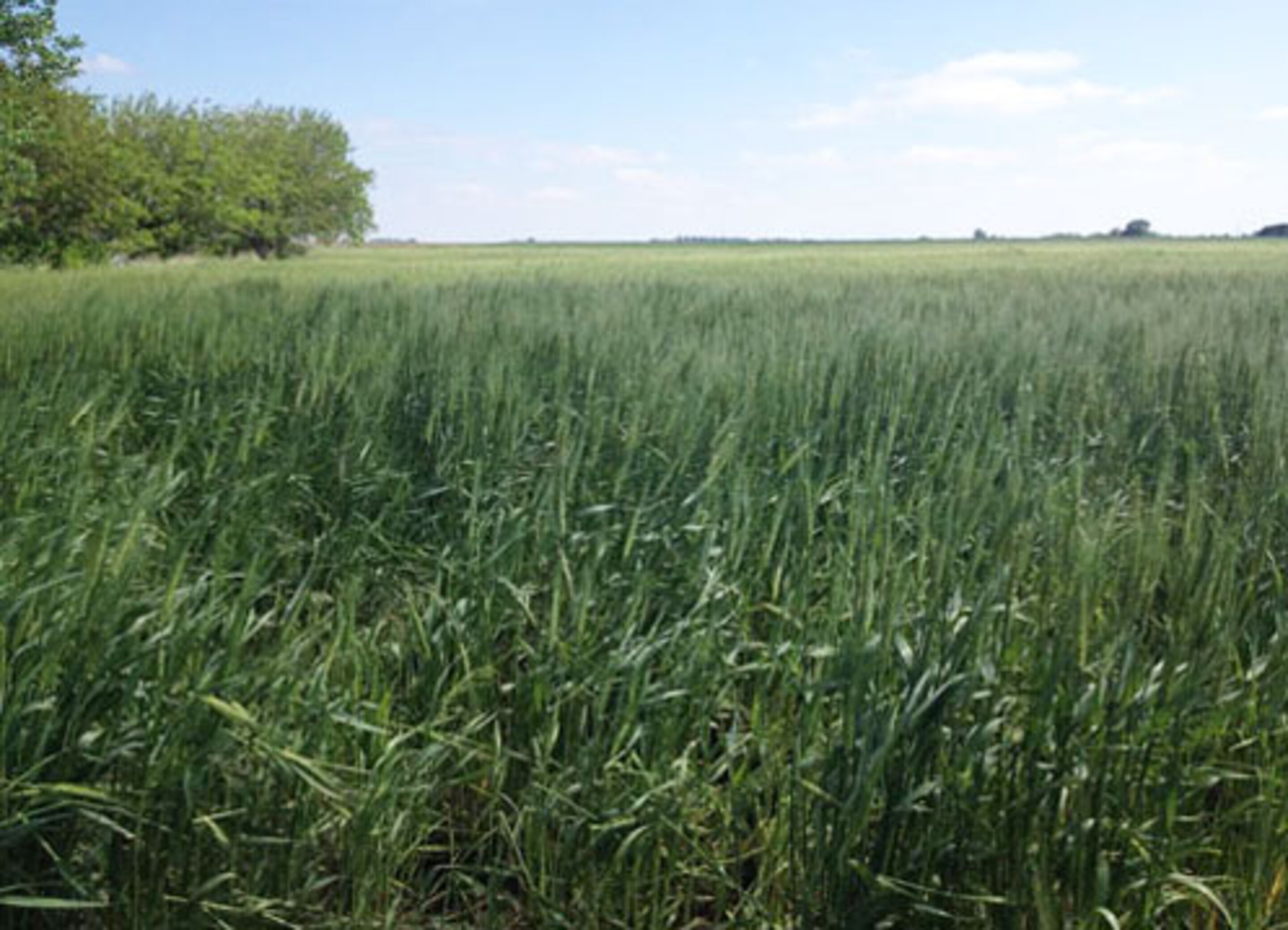 Assessing Hail Damage in Wheat | CropWatch | Nebraska