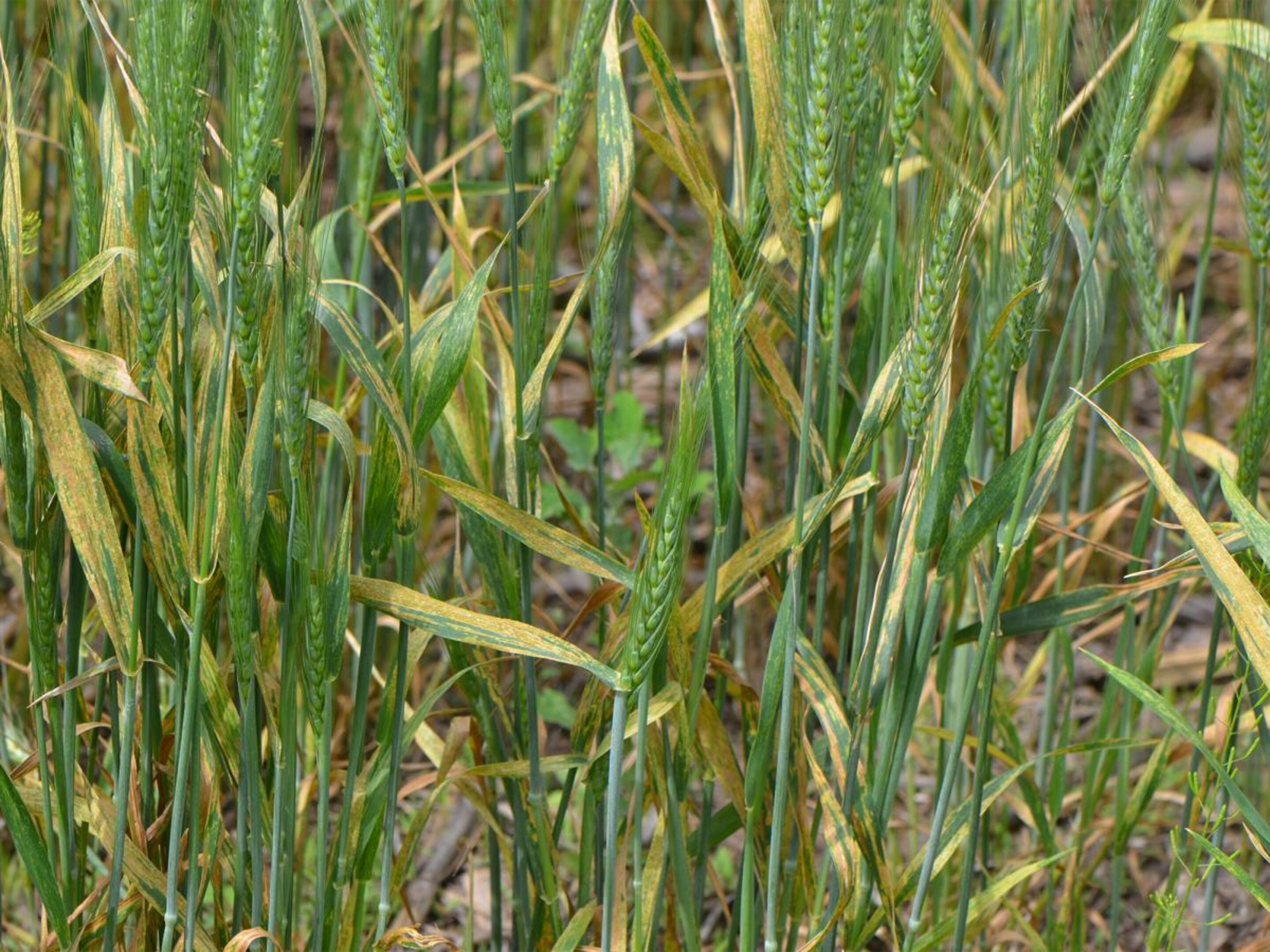 Wheat Disease Update - Late May | CropWatch | Nebraska