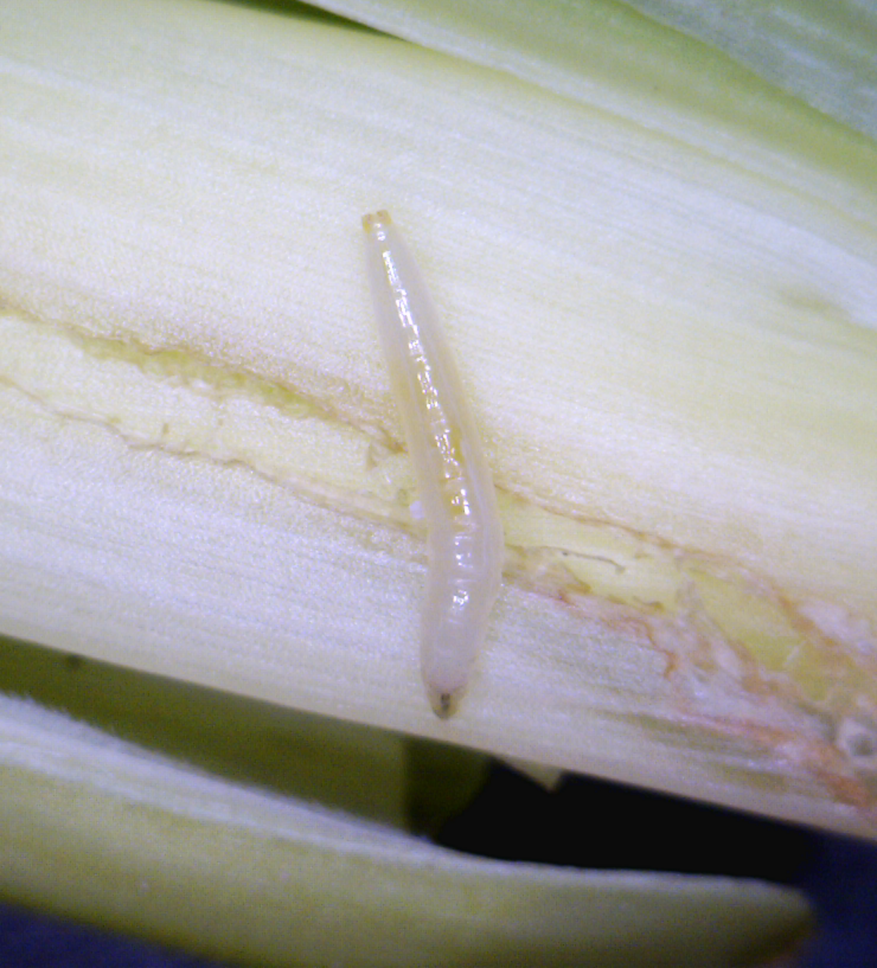 Suspected Wheat Stem Maggot Damage in Corn following Cover Crops ...