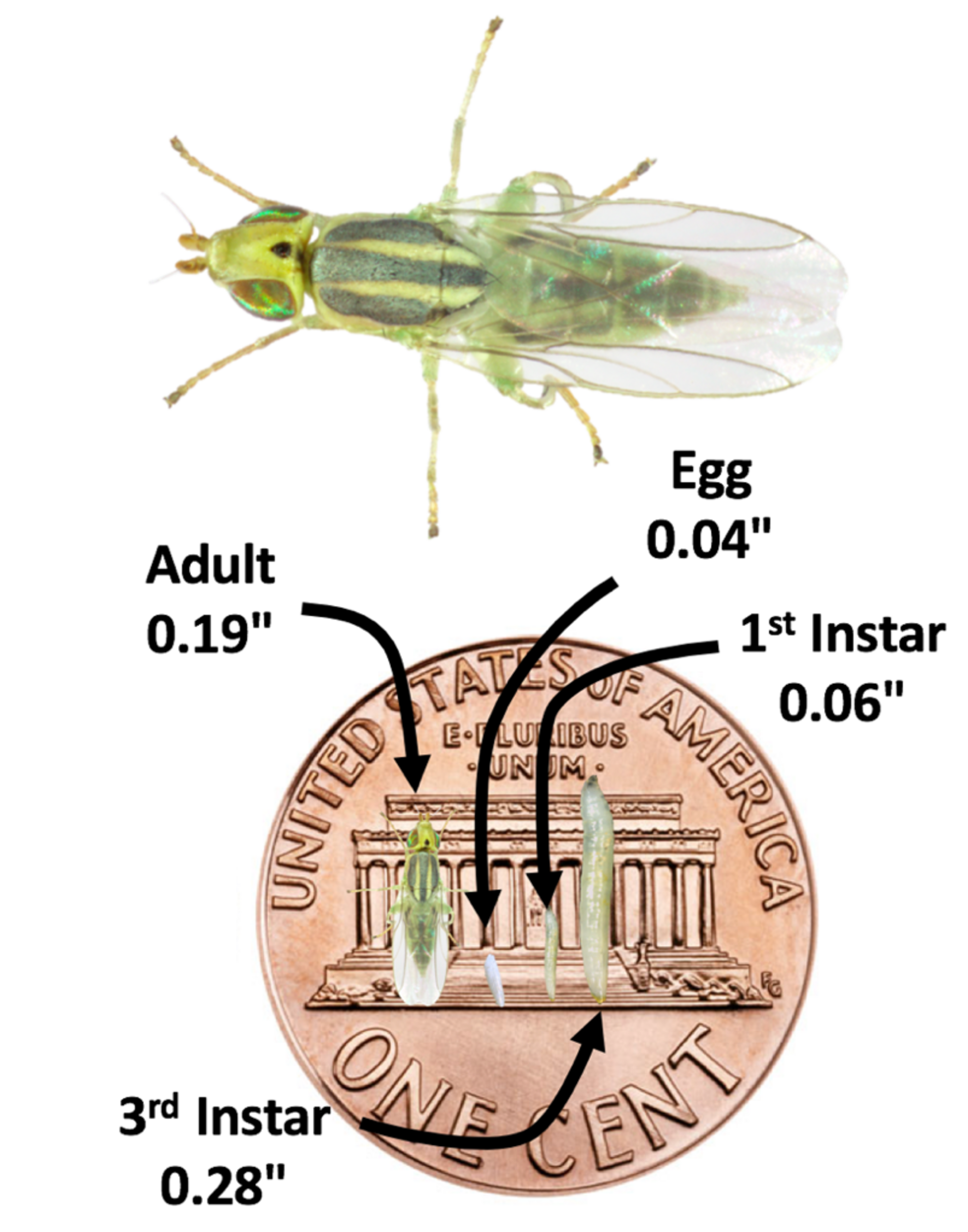 Wheat Stem Maggot Adult Monitoring: A Pest of Cover Crop-to-Corn ...