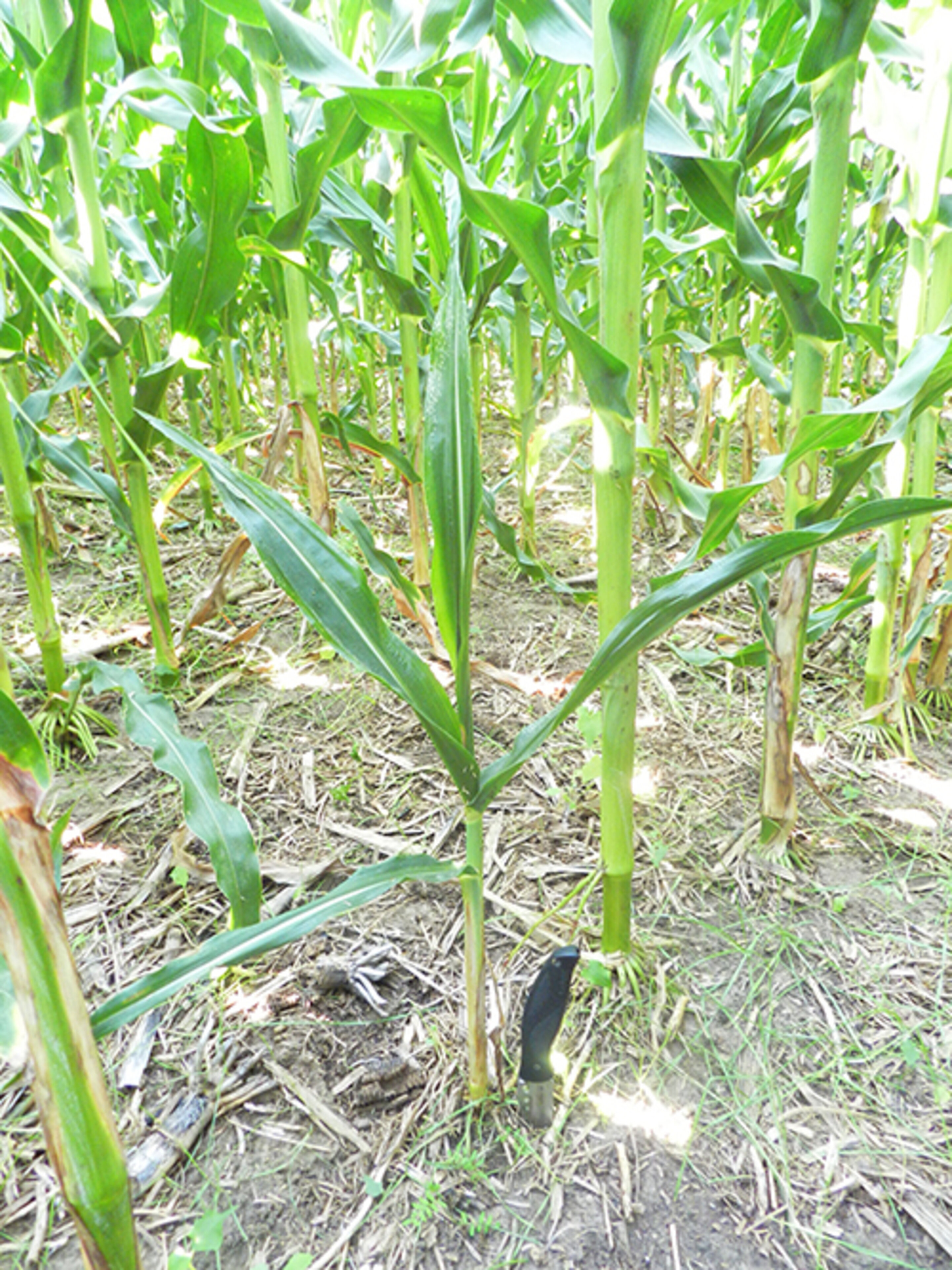Wheat Stem Maggot Damaging Corn after Rye | CropWatch | Nebraska