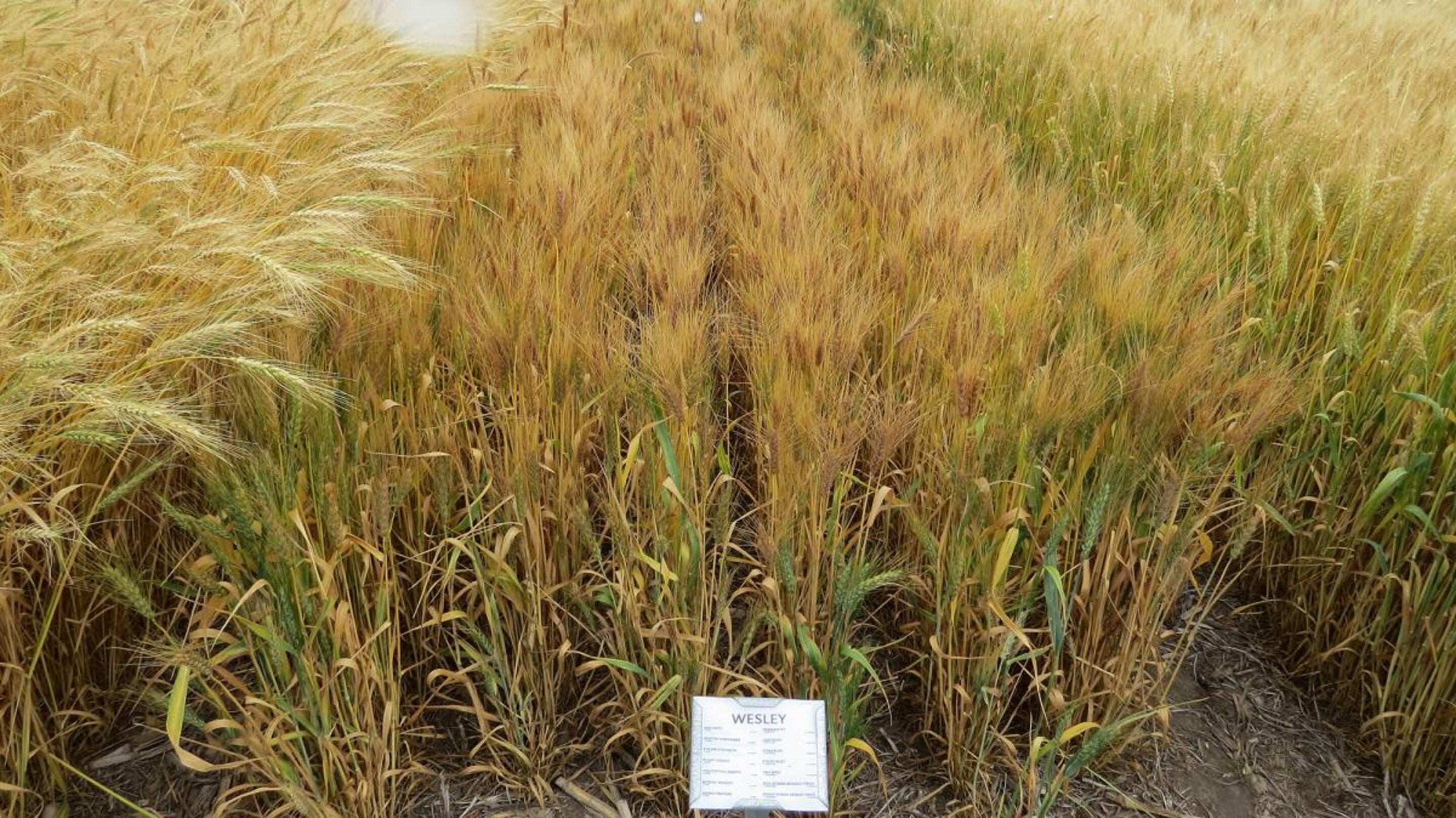 2017 Nebraska Winter Wheat Variety Testing and Overall Results ...