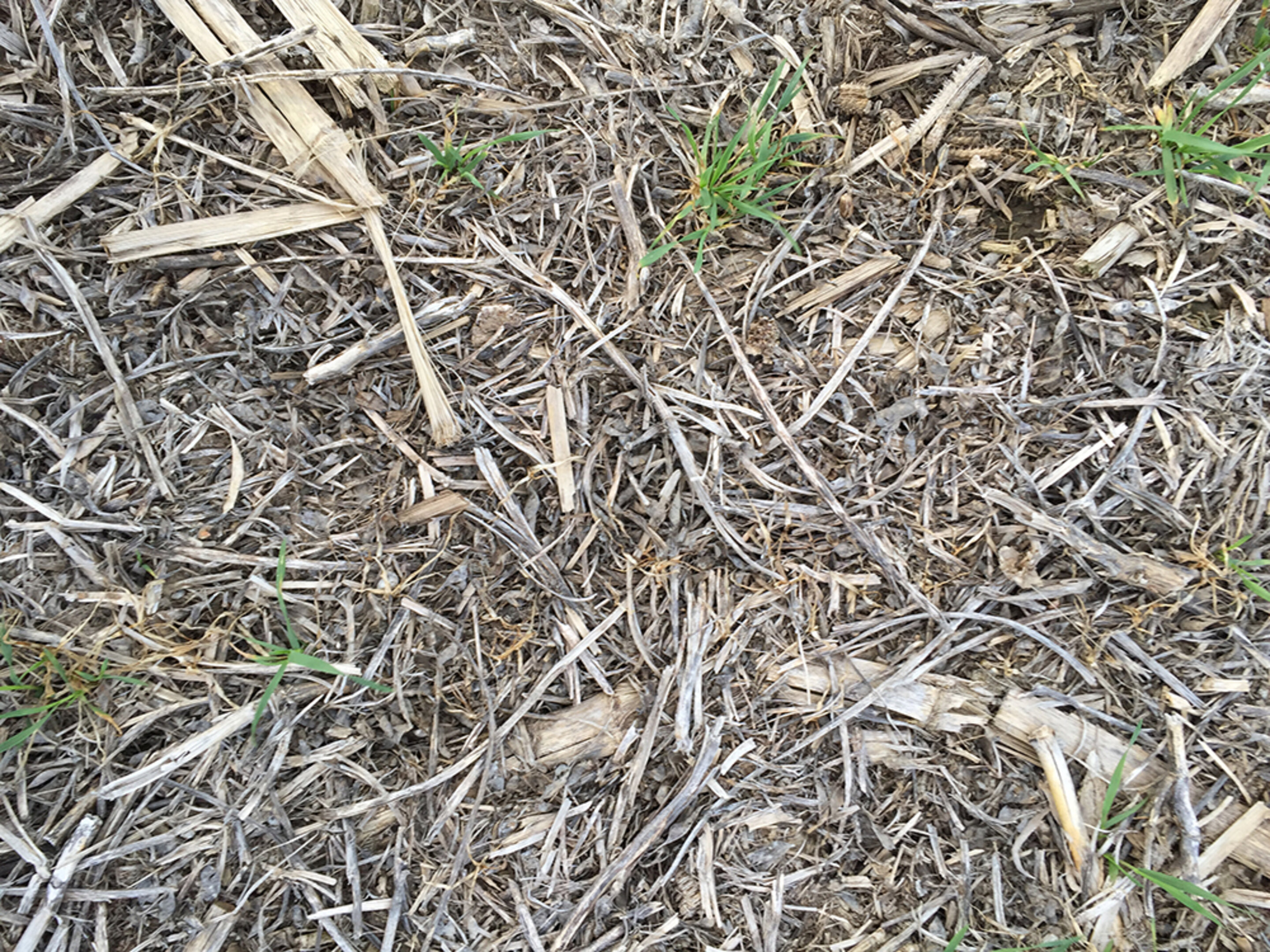 A Review of the 2018-19 Eastern Nebraska Winter Wheat Growing Season ...