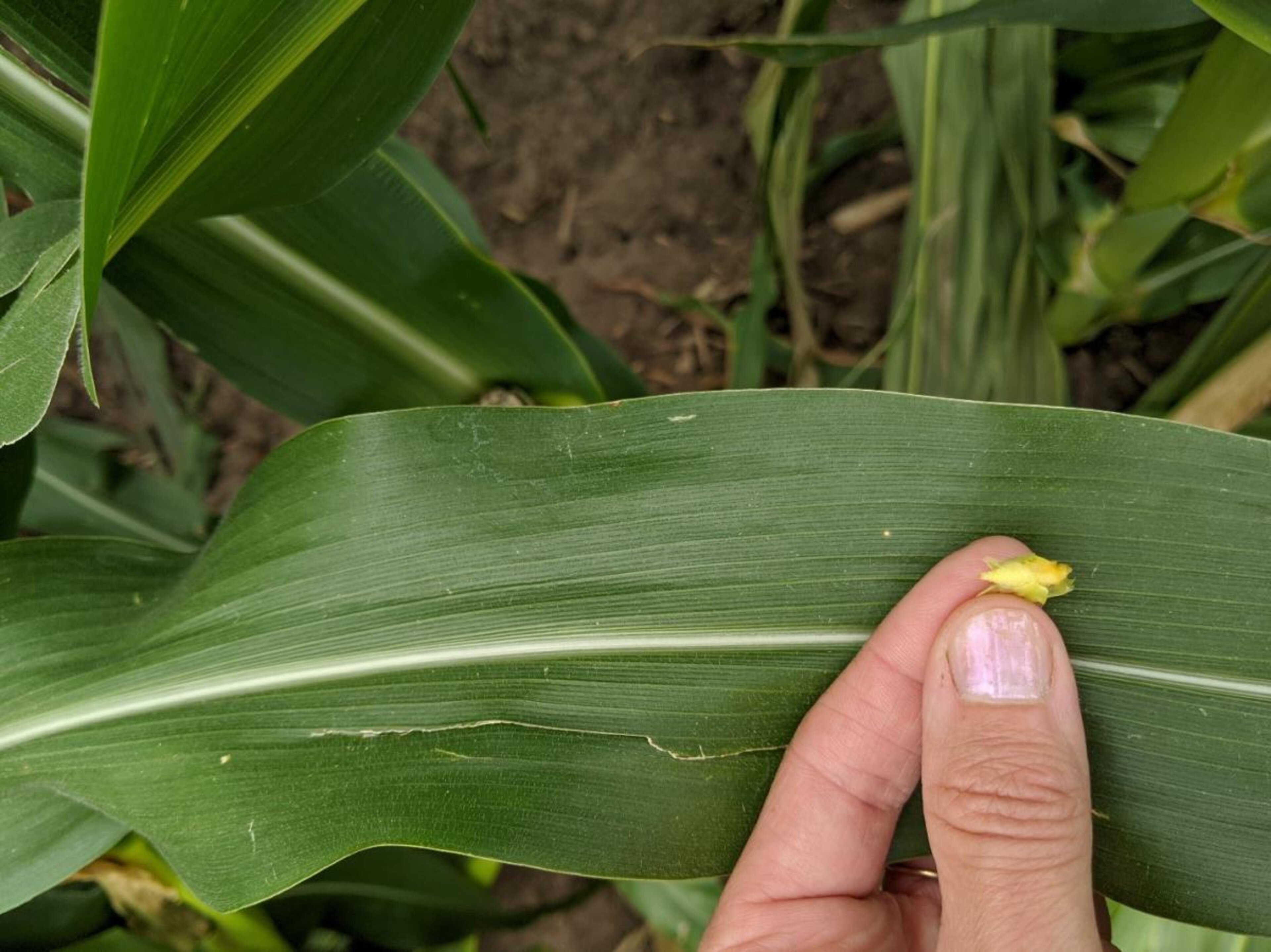 Wind-Damage to Corn | CropWatch | Nebraska
