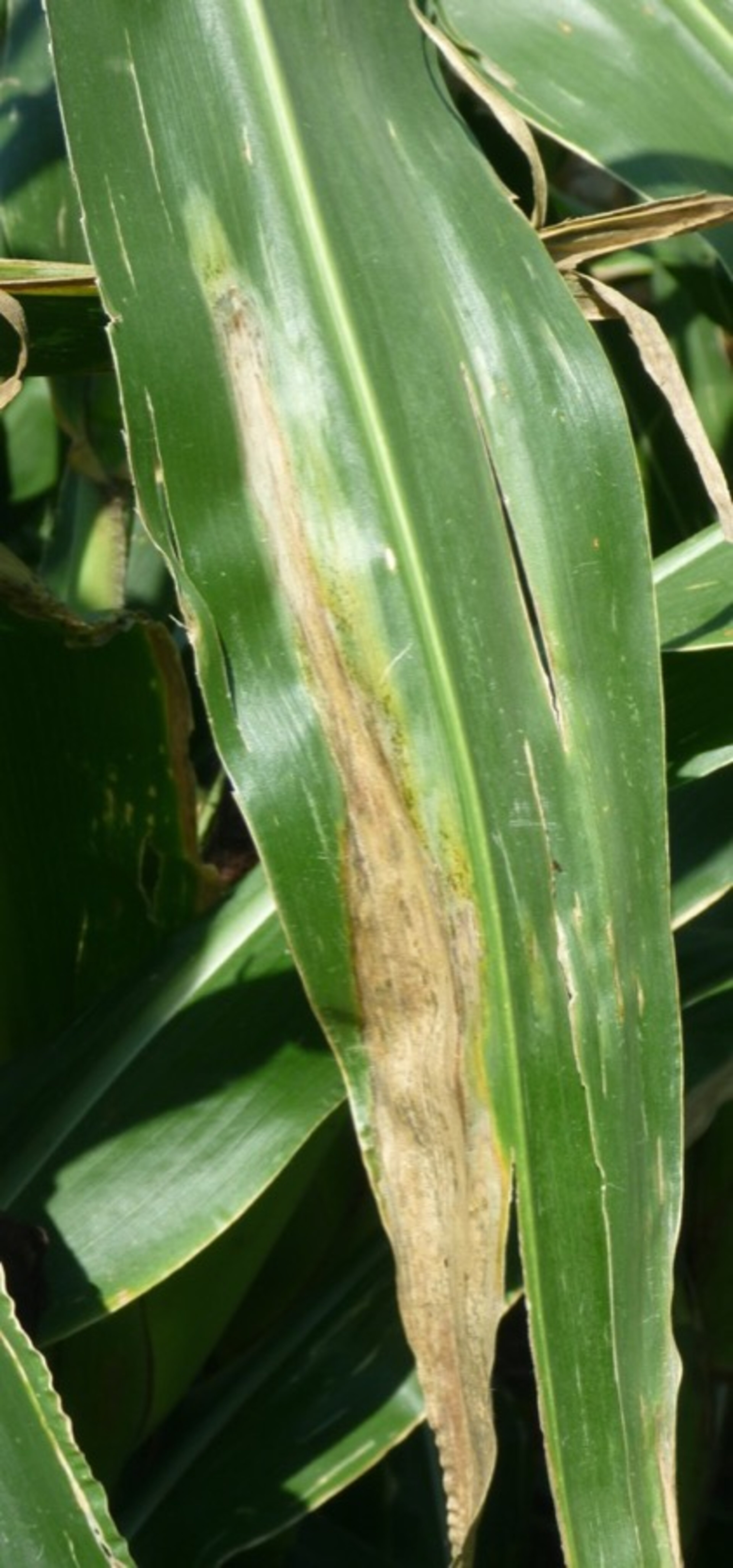 Managing Diseases Starts NOW with Seed Selection | CropWatch | Nebraska