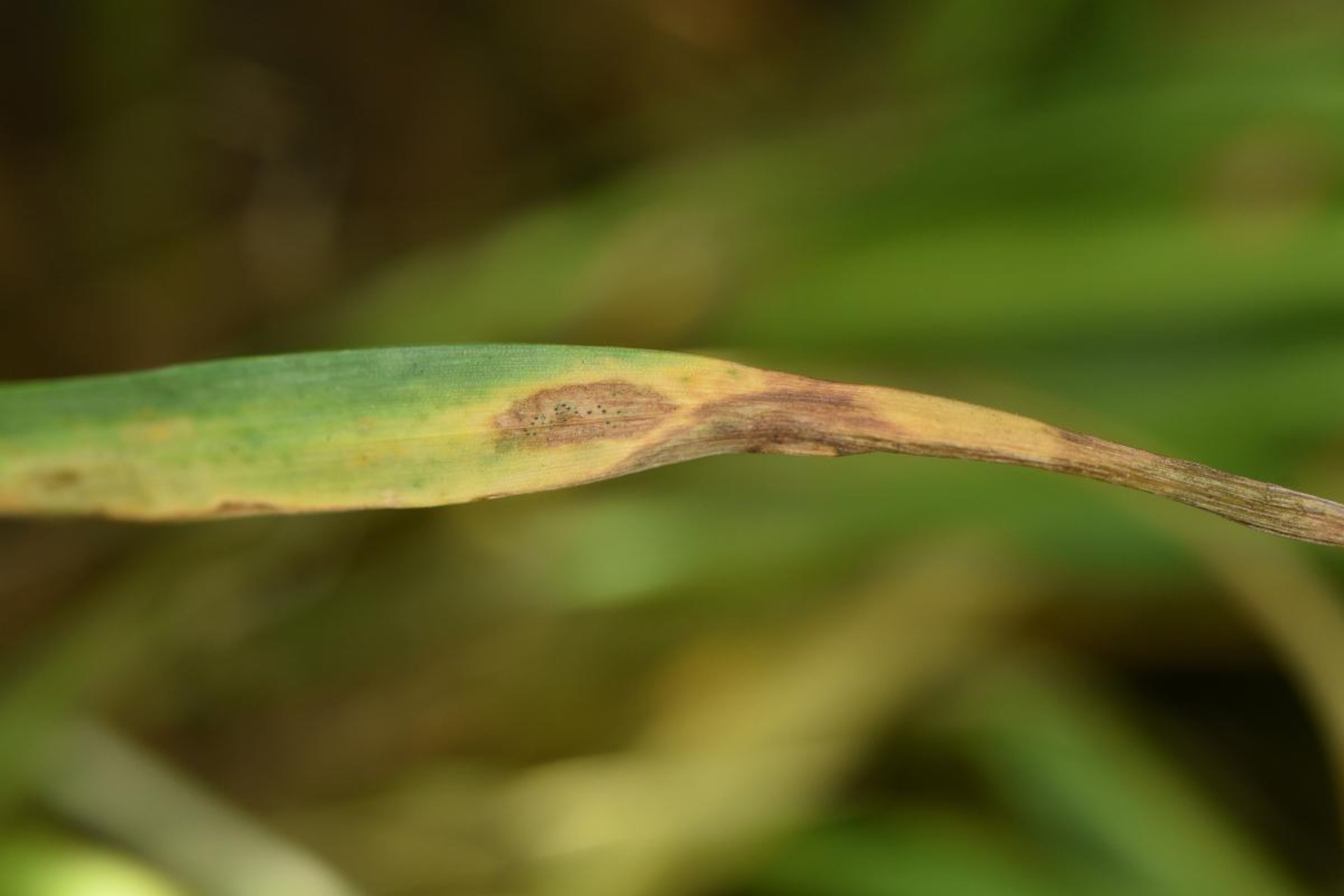Scout Wheat Fields for Early Disease Detection | CropWatch | Nebraska