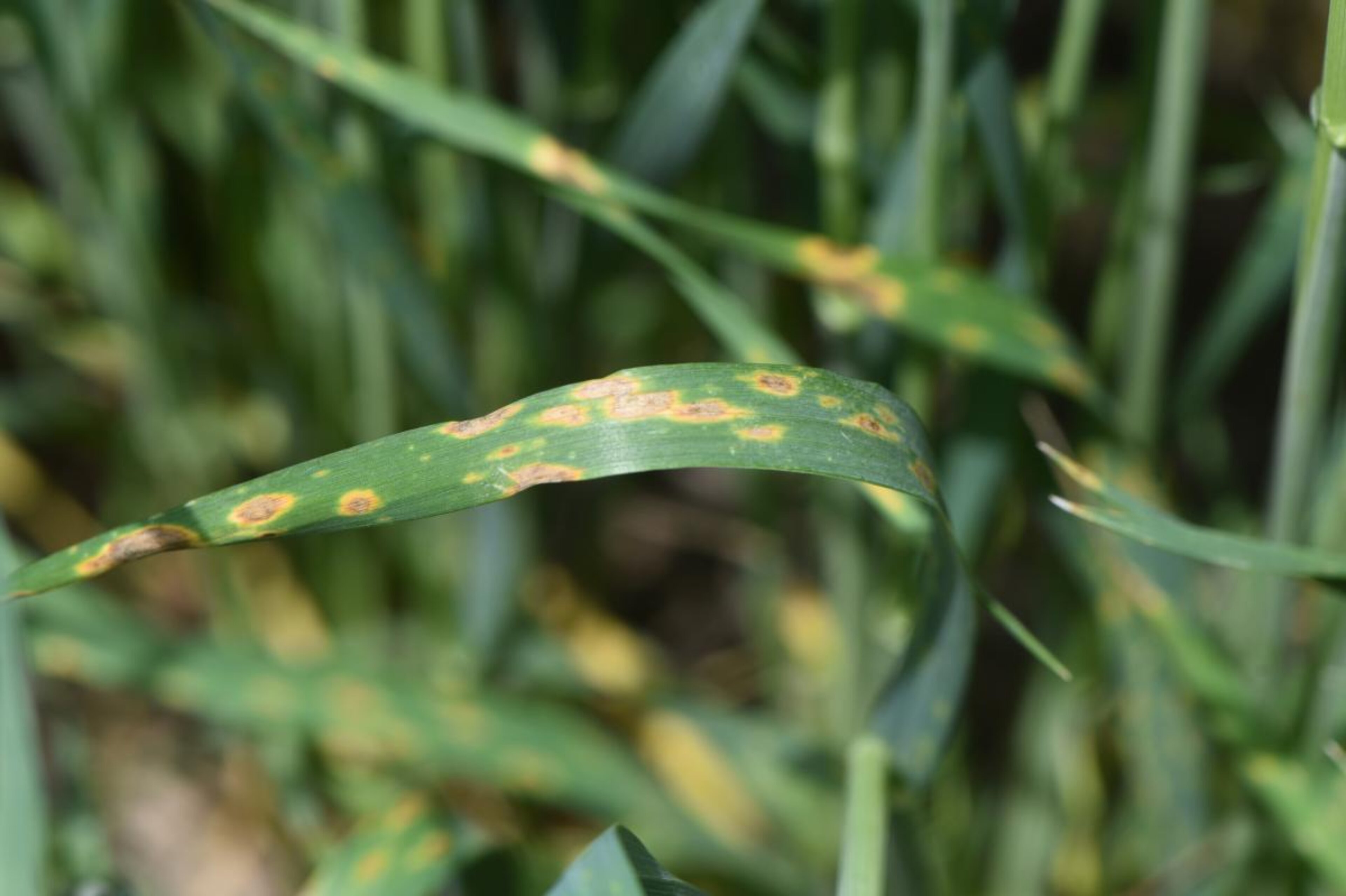 Wheat Disease Update | CropWatch | Nebraska