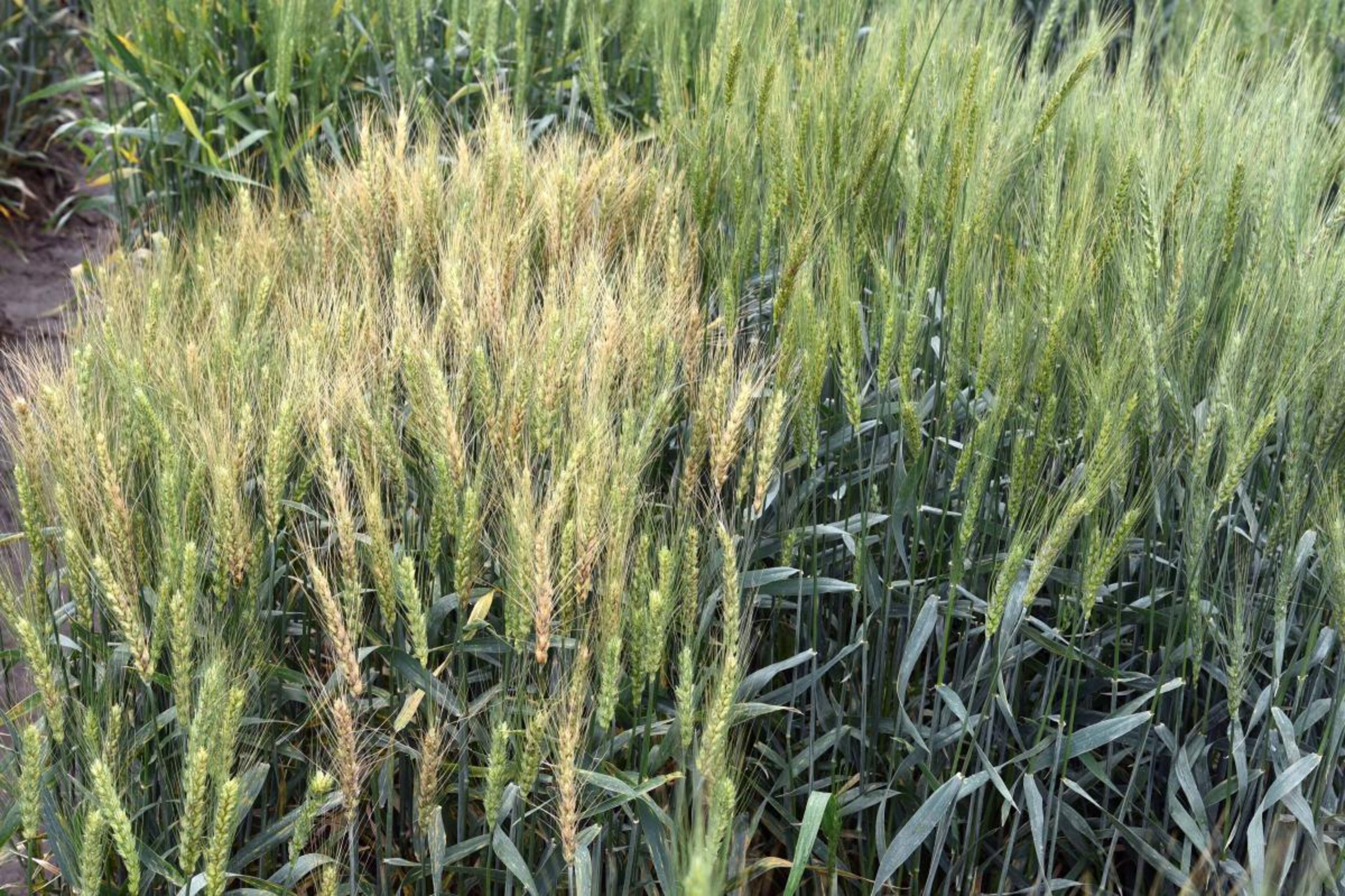 Wheat Disease Update: Stripe Rust, Leaf Rust, and Fusarium Head Blight ...