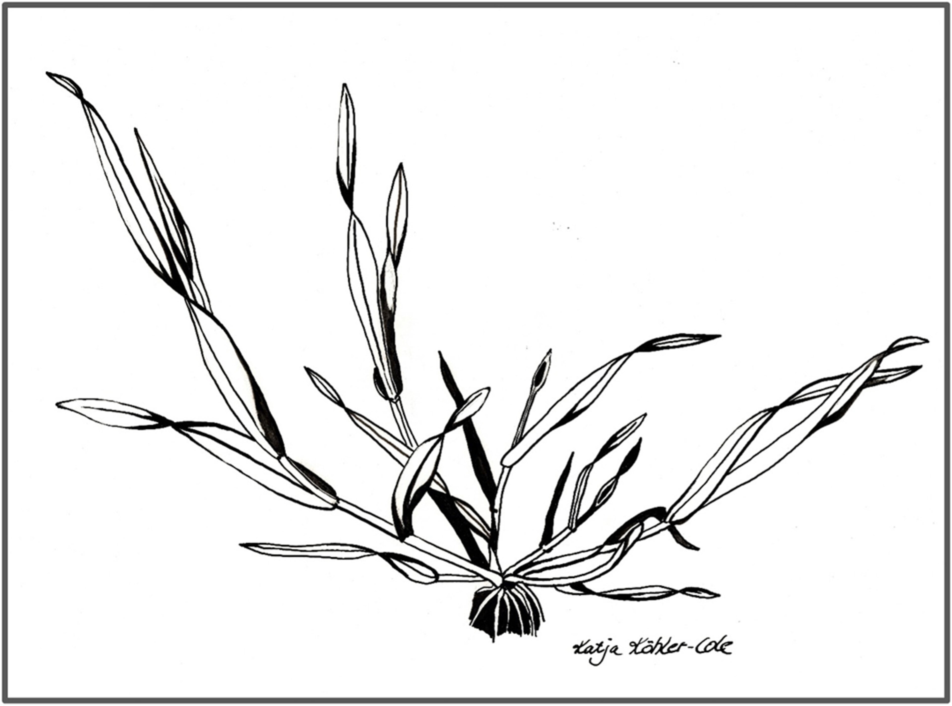 Illustrating Important Growth Stages for Winter Cereal Cover Crops ...
