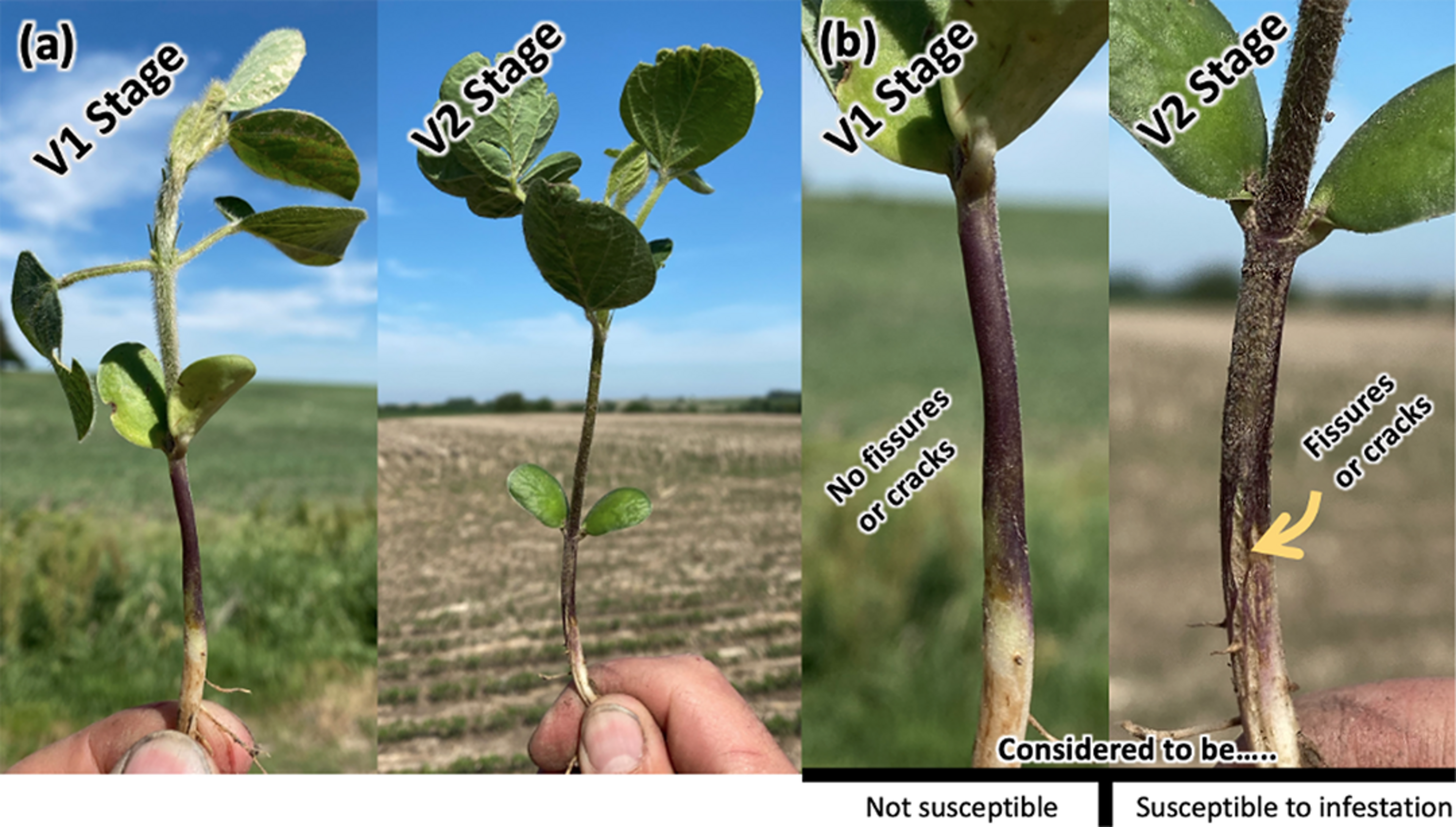 First Soybean Gall Midge Adults Emerge in Nebraska | CropWatch | Nebraska