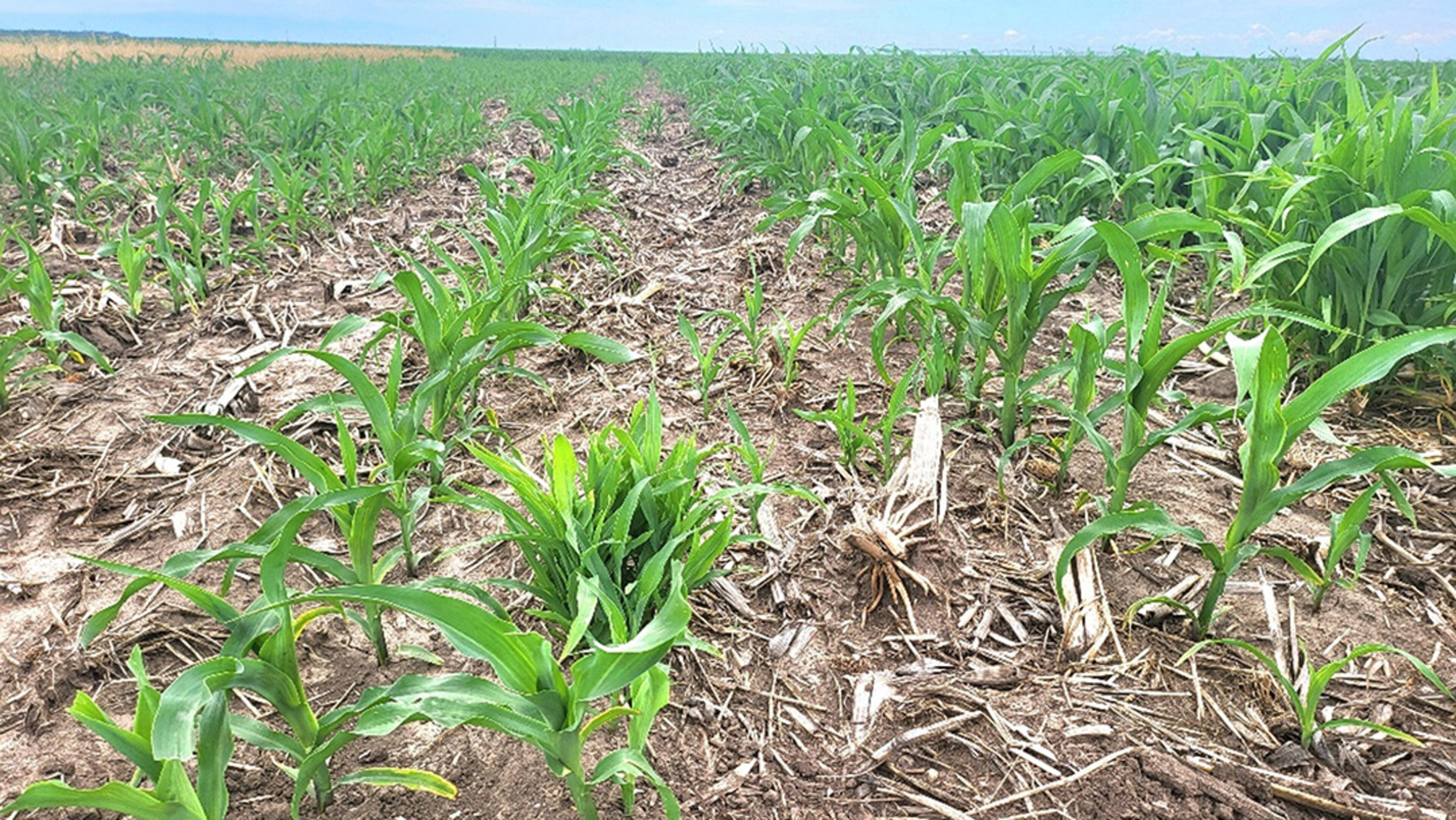 Managing Corn Harvest Loss: A Key to Controlling Volunteer Corn in ...