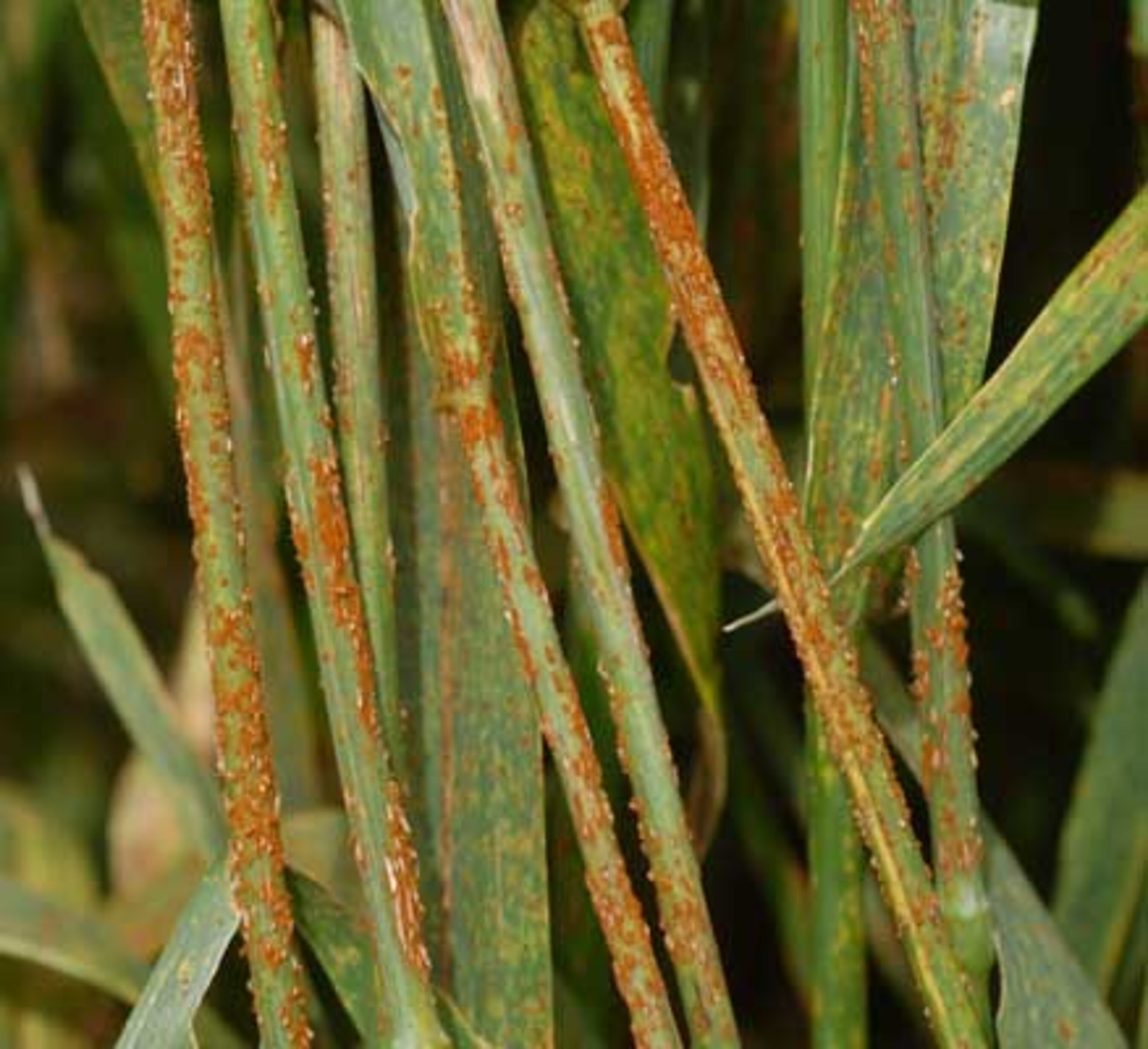 Update on Rust Diseases in Wheat | CropWatch | Nebraska