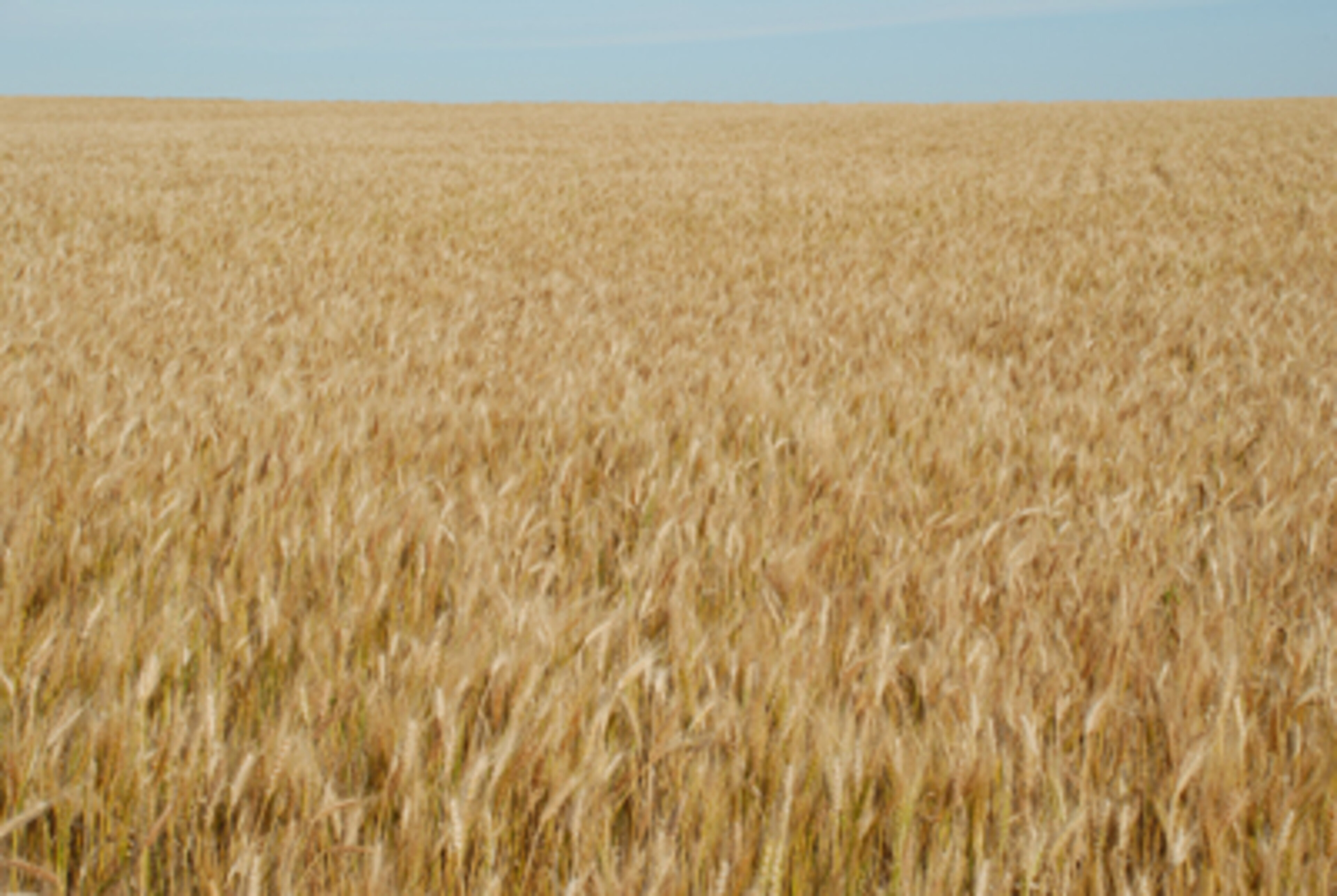 Wheat Scab Extends into Southwest Nebraska | CropWatch | Nebraska
