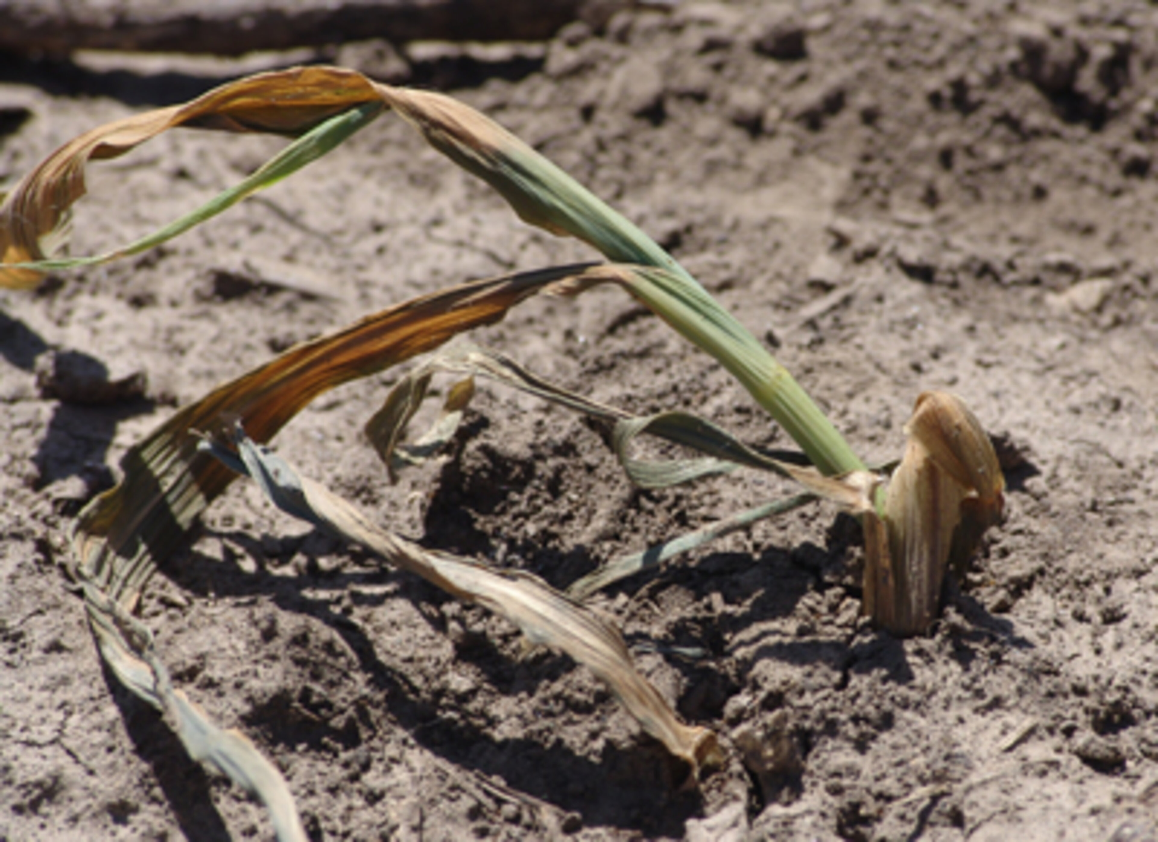 Beware of Seedling Diseases Following Recent Rains | CropWatch | Nebraska