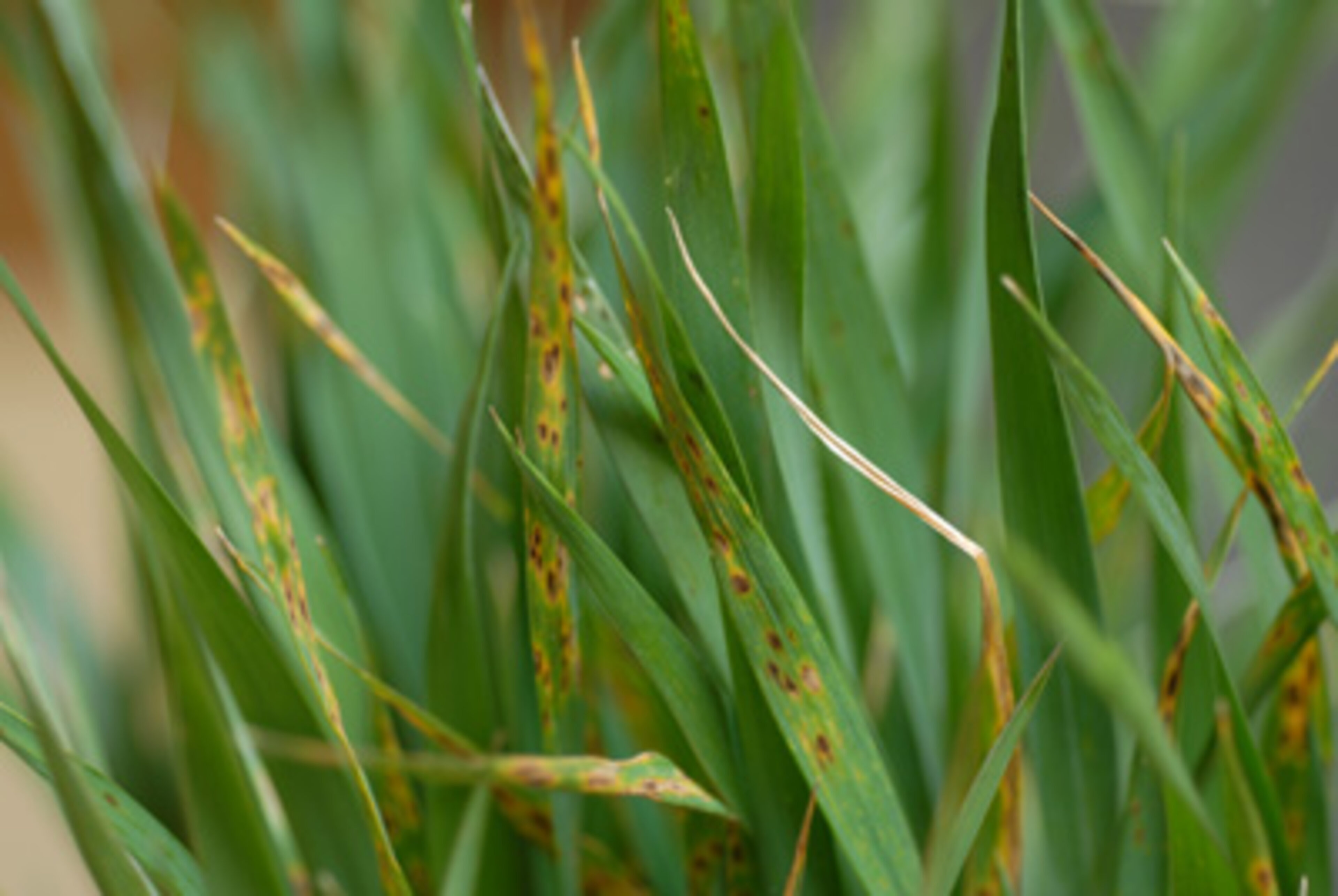 Wheat Disease Update: Leaf Rust Confirmed in Nebraska | CropWatch ...