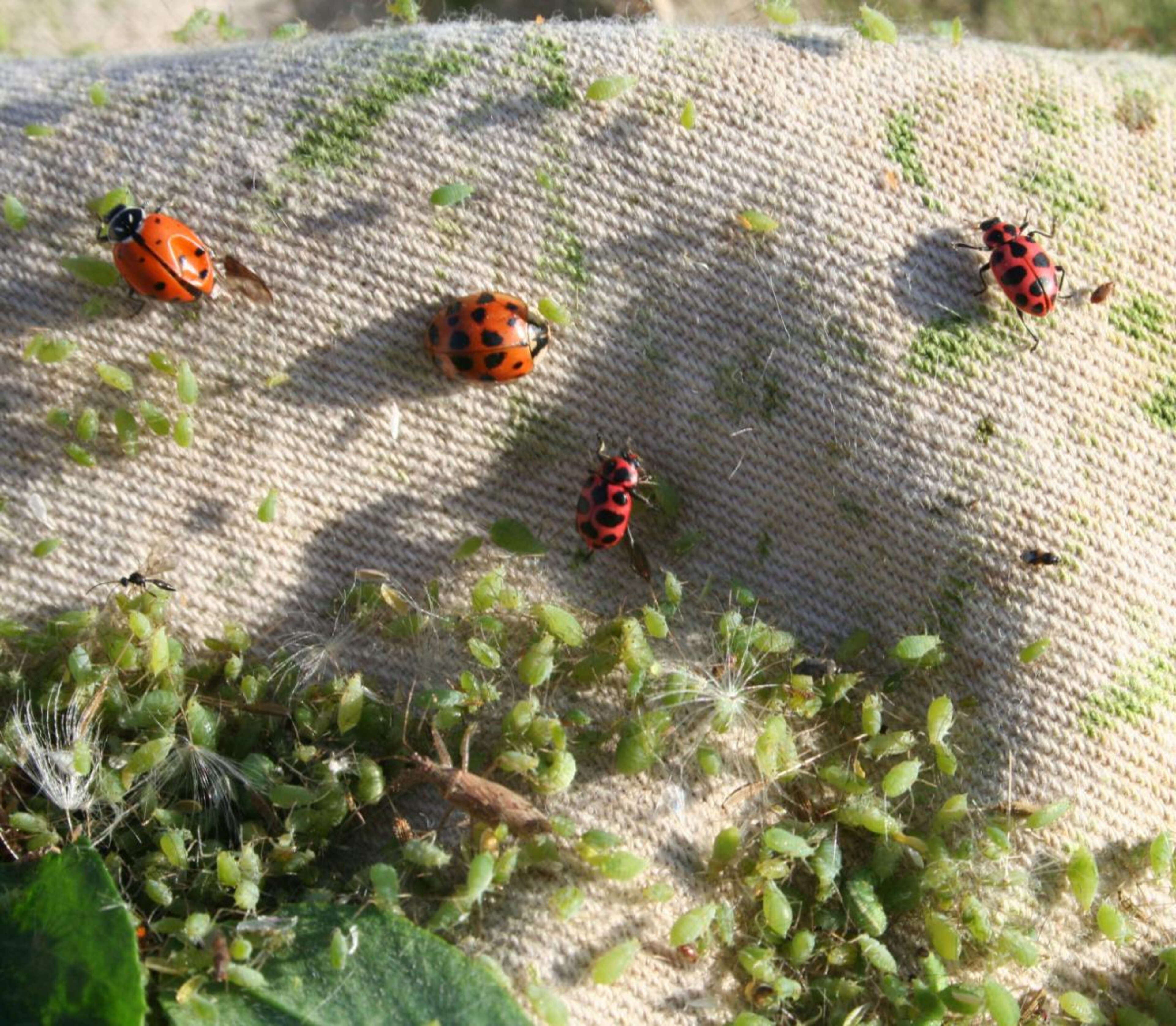 Aphids Active in Nebraska Spring Alfalfa | CropWatch | Nebraska