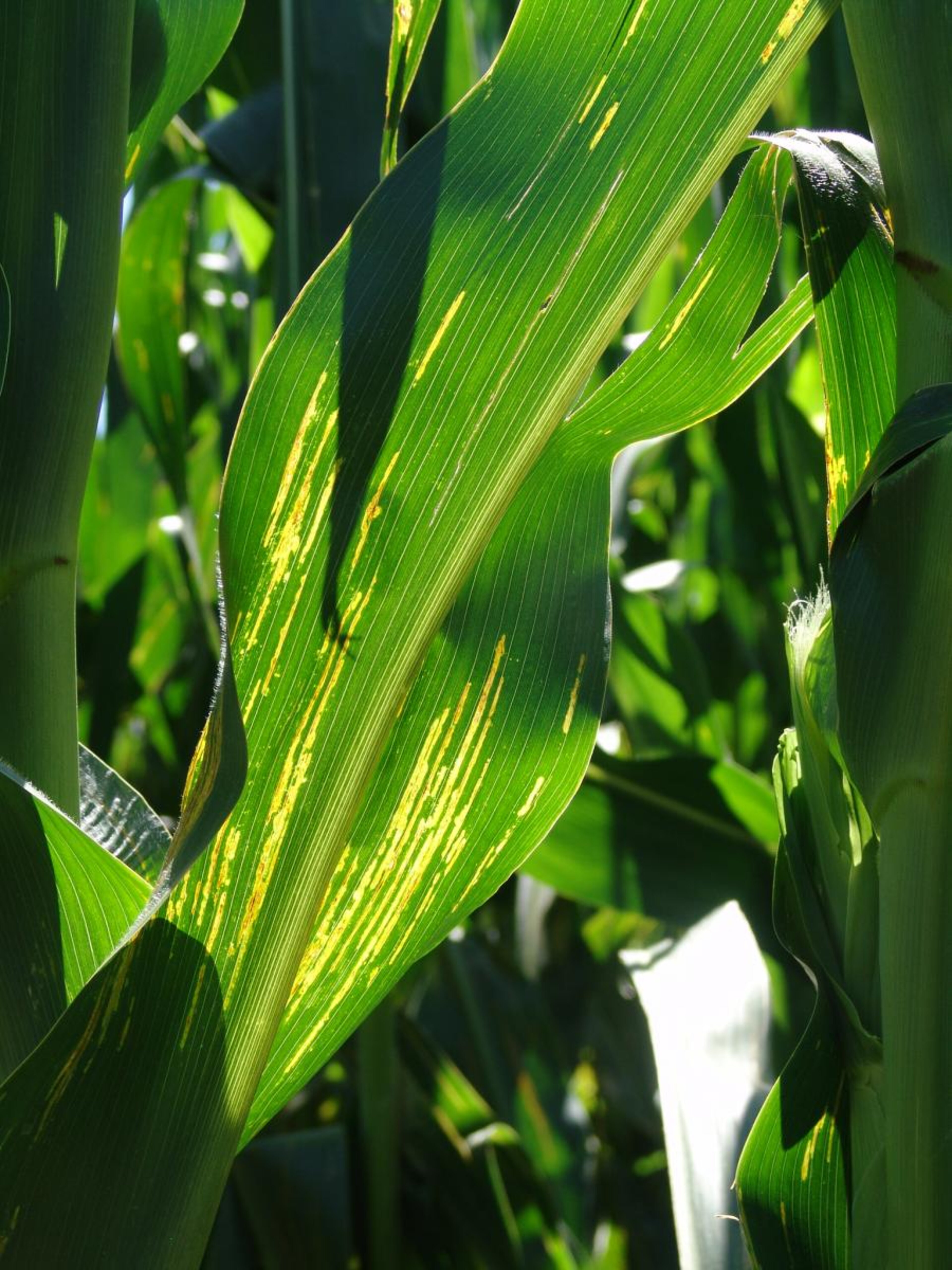 Differentiating Corn Leaf Diseases | CropWatch | Nebraska