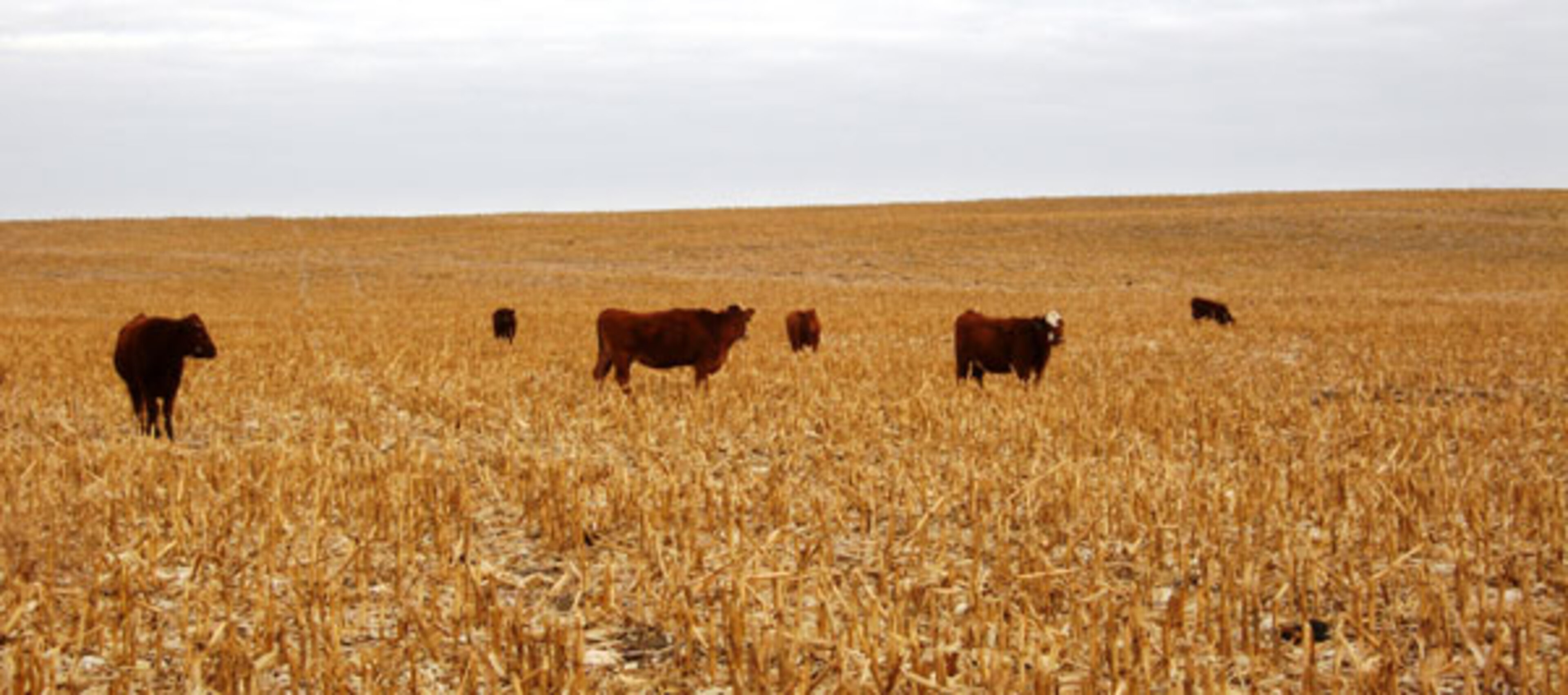 Grazing Corn Residue: A Win-Win for Crop and Cattle Producers ...