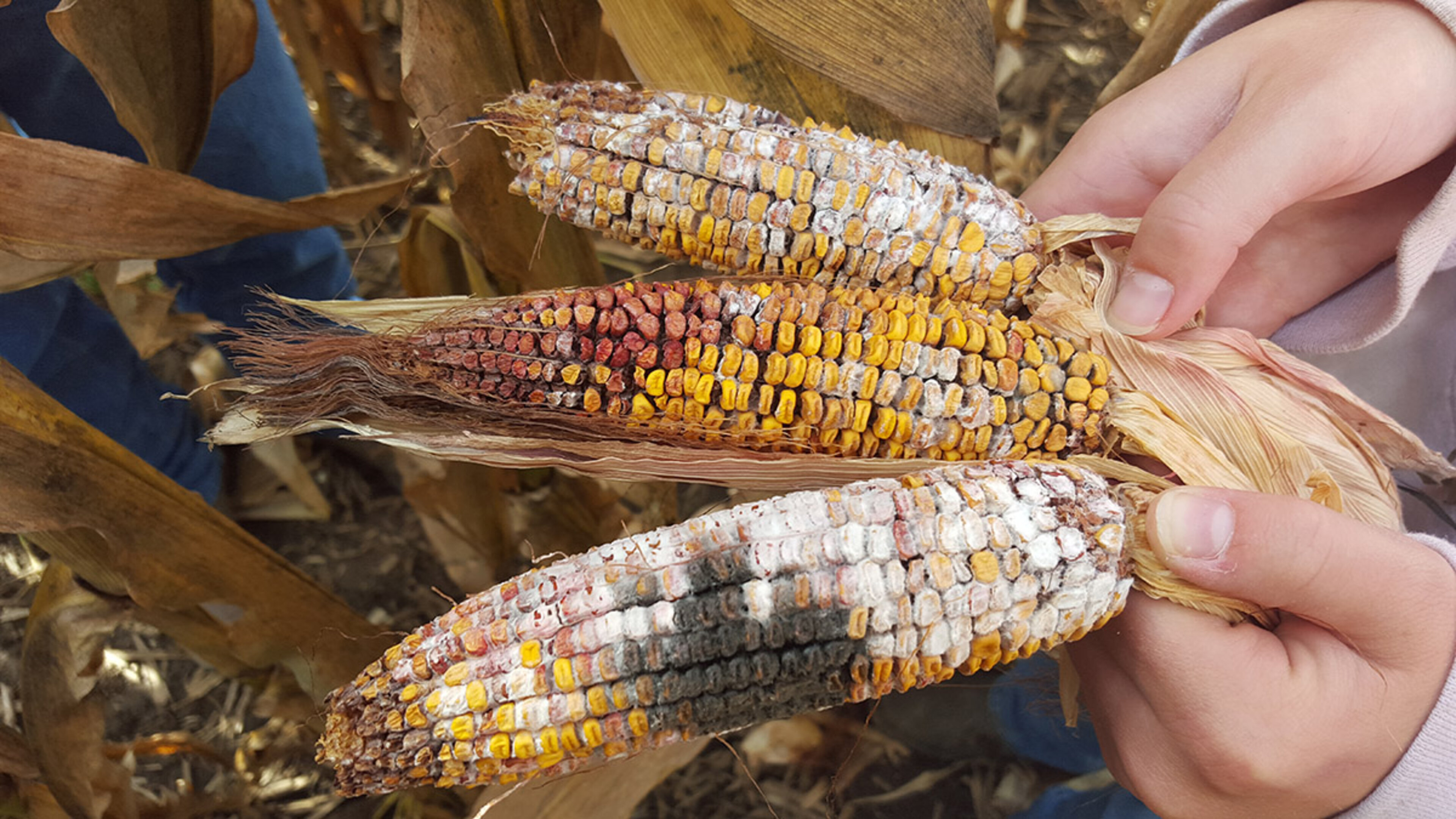 Stalk and Ear Rots, Black 'Dusty' Corn Evident in Some Fields ...