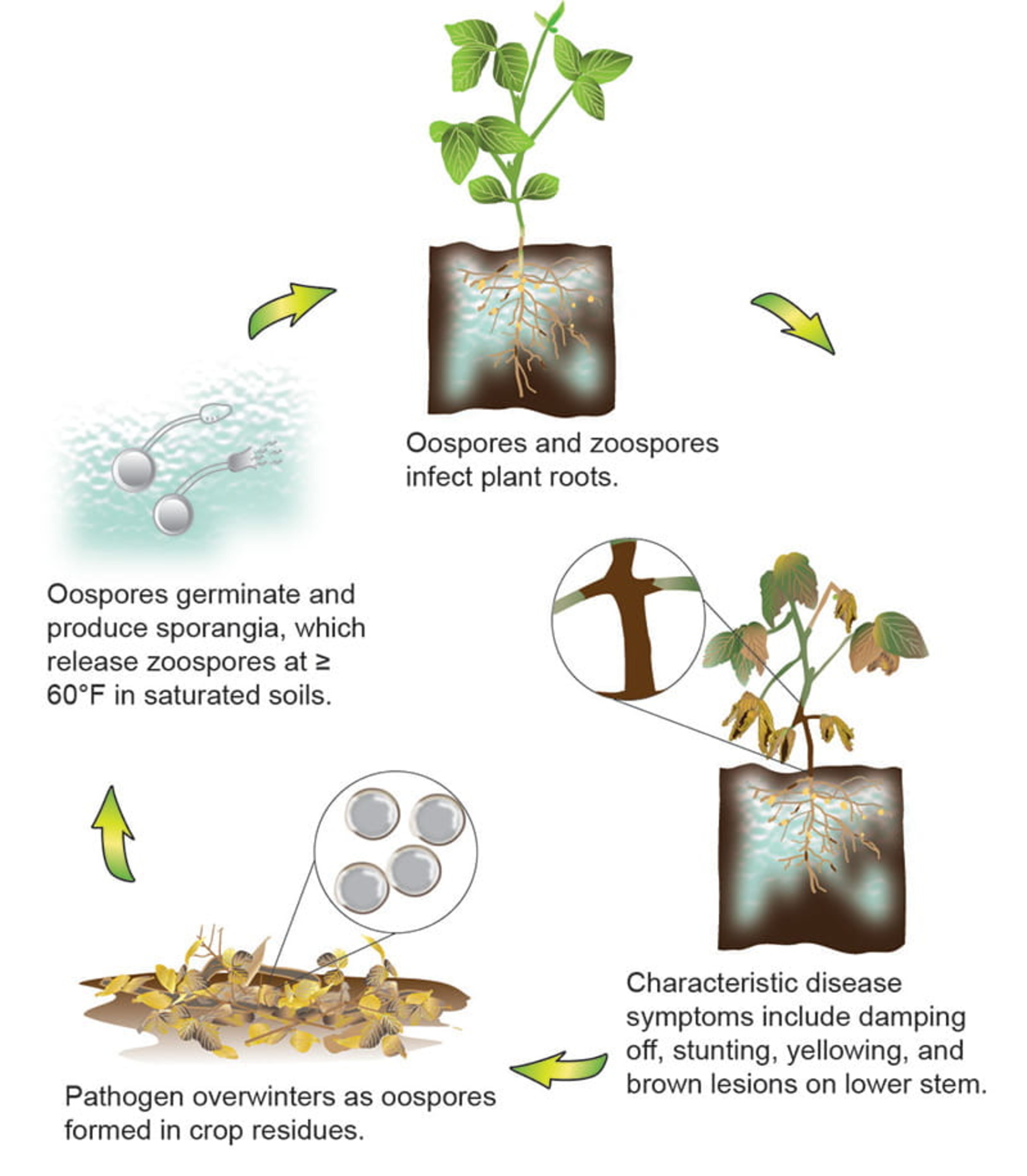 Plant Disease: Phytophthora Root and Stem Rot and Brown Spot ...