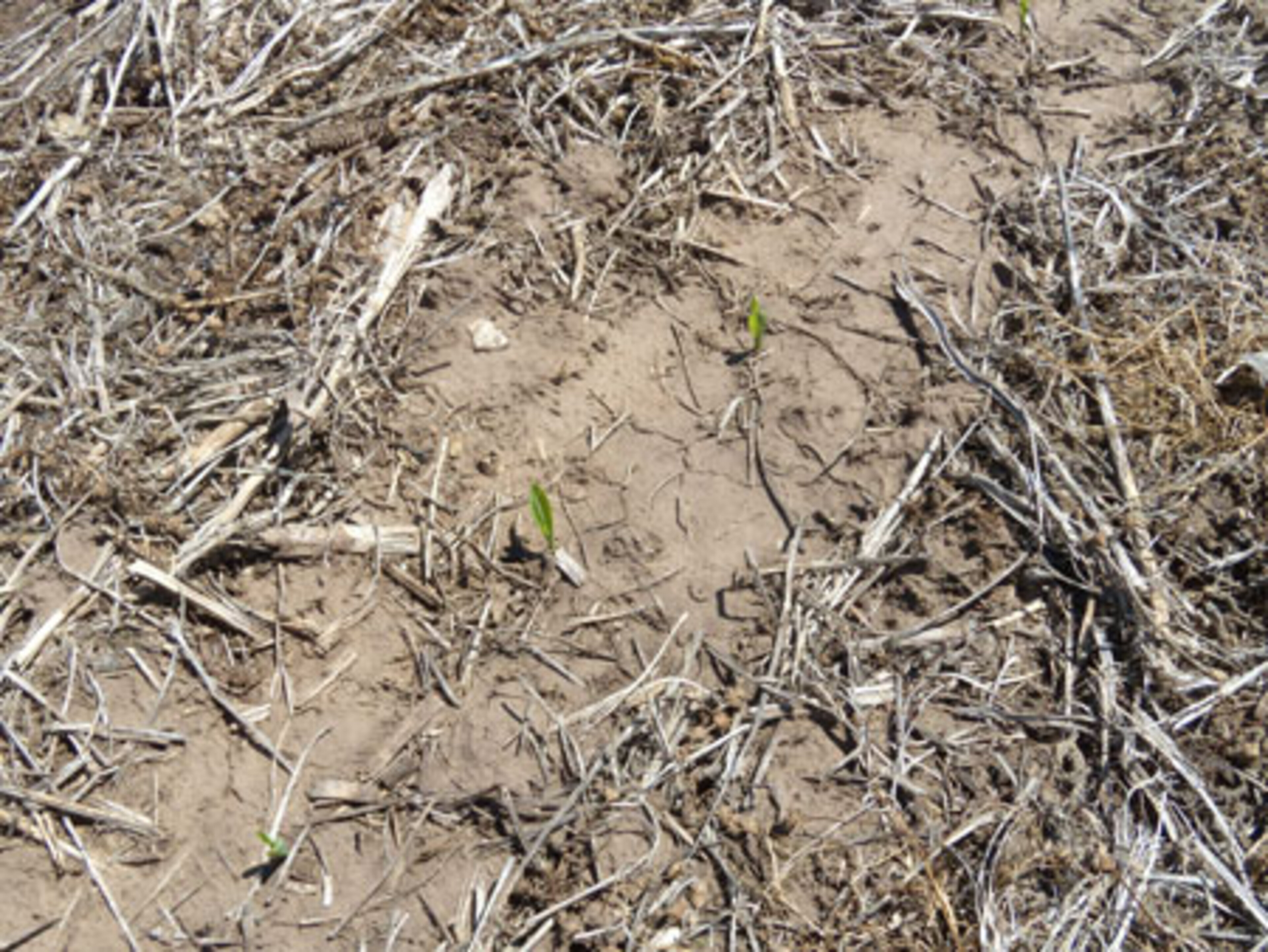 Growing Degree Units and Corn Emergence | CropWatch | Nebraska