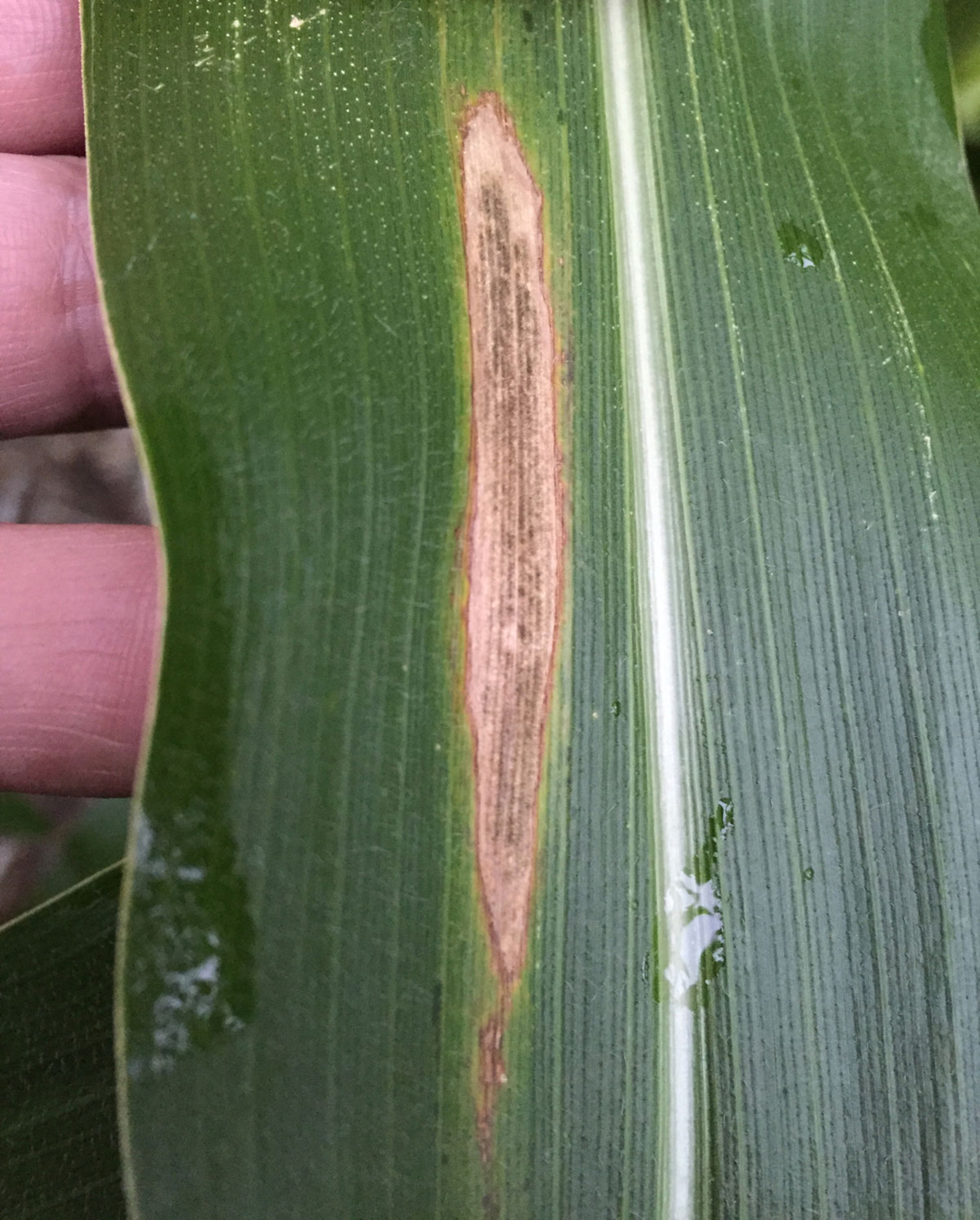 Northern Corn Leaf Blight Continues, Gray Leaf Spot Starts in 2015 ...