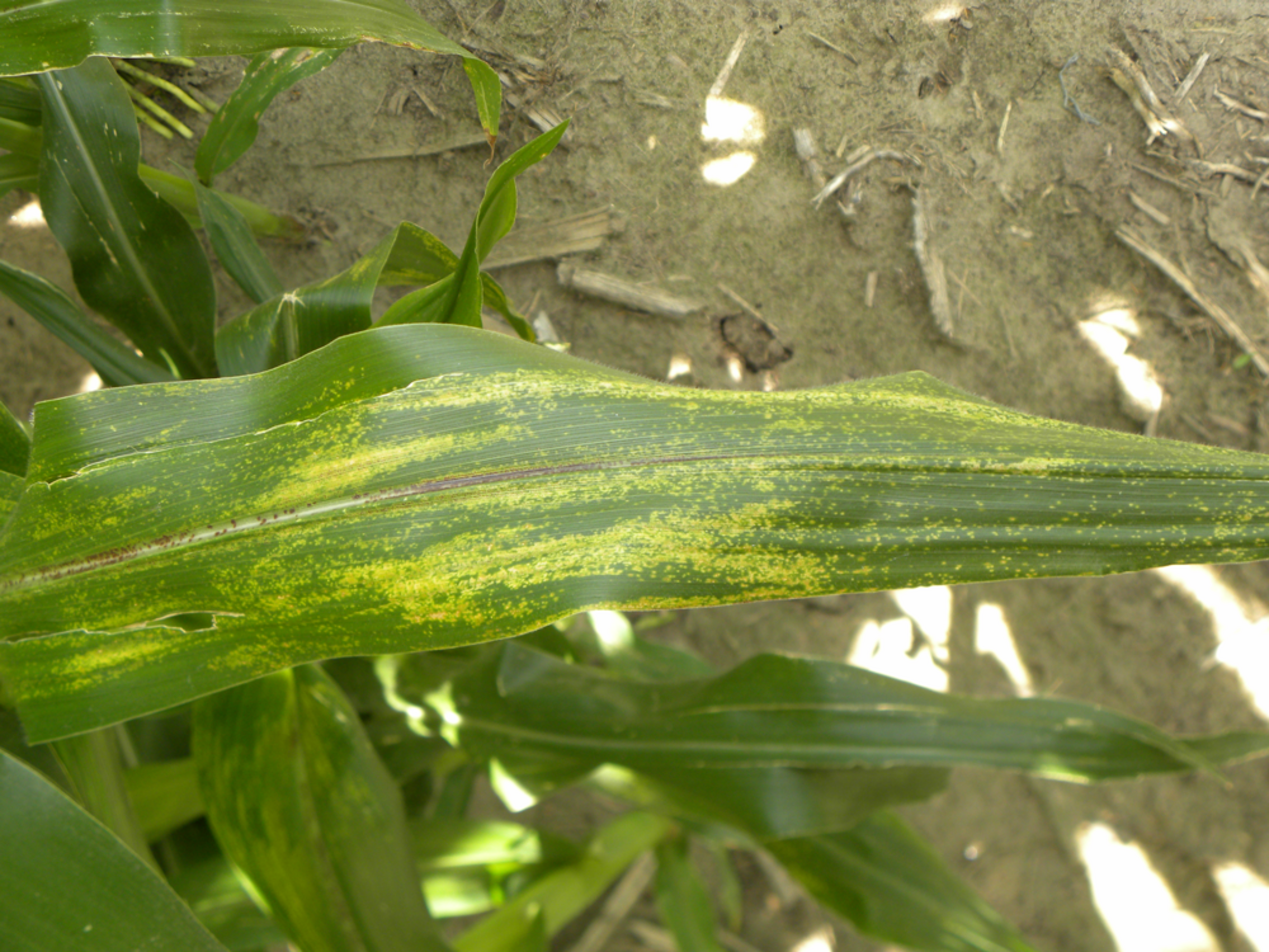 Corn Disease Update: Southern Rust Confirmed in Nebraska | CropWatch ...
