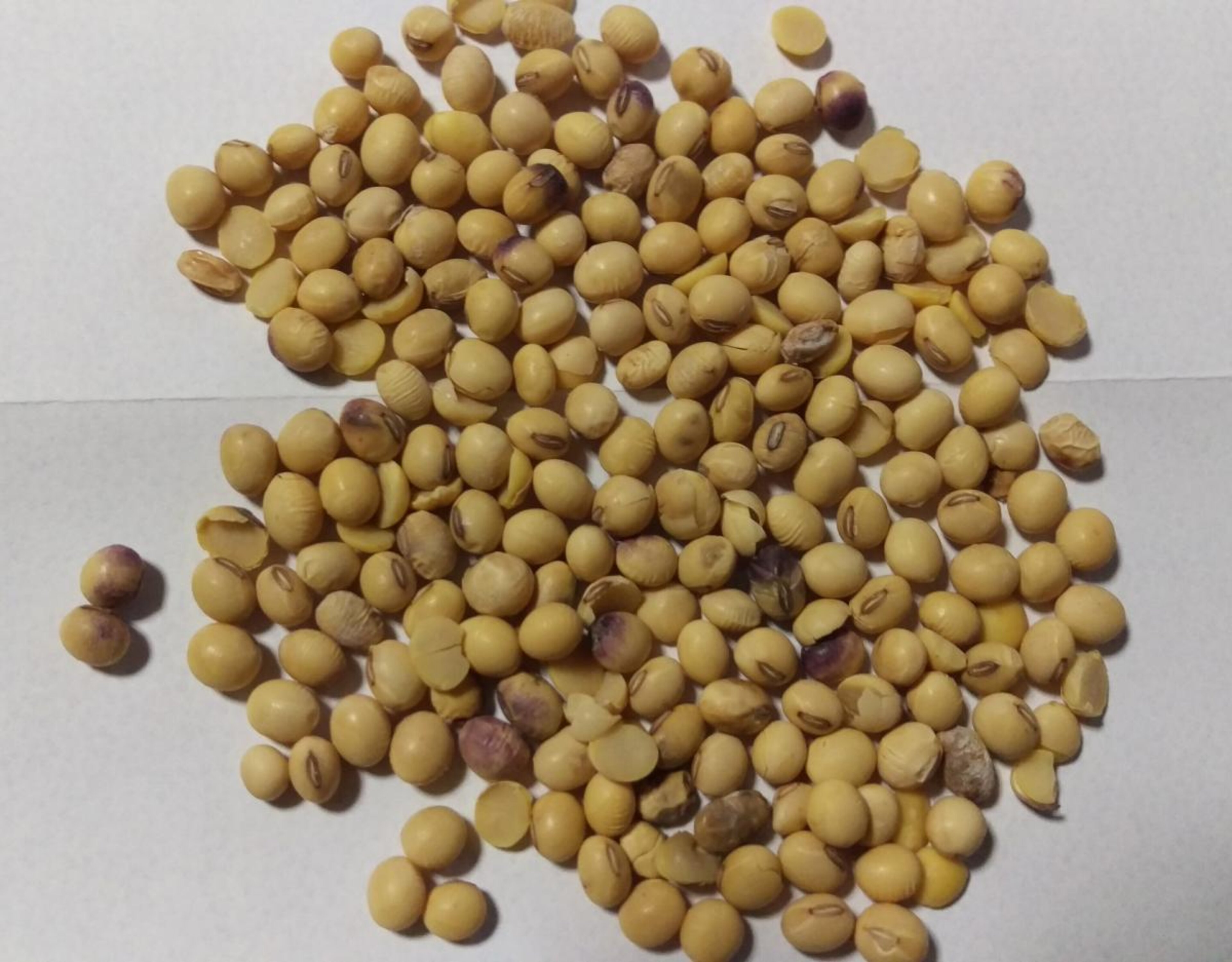 Can Damaged or Discolored Soybeans be used as Cattle Feed? | CropWatch ...