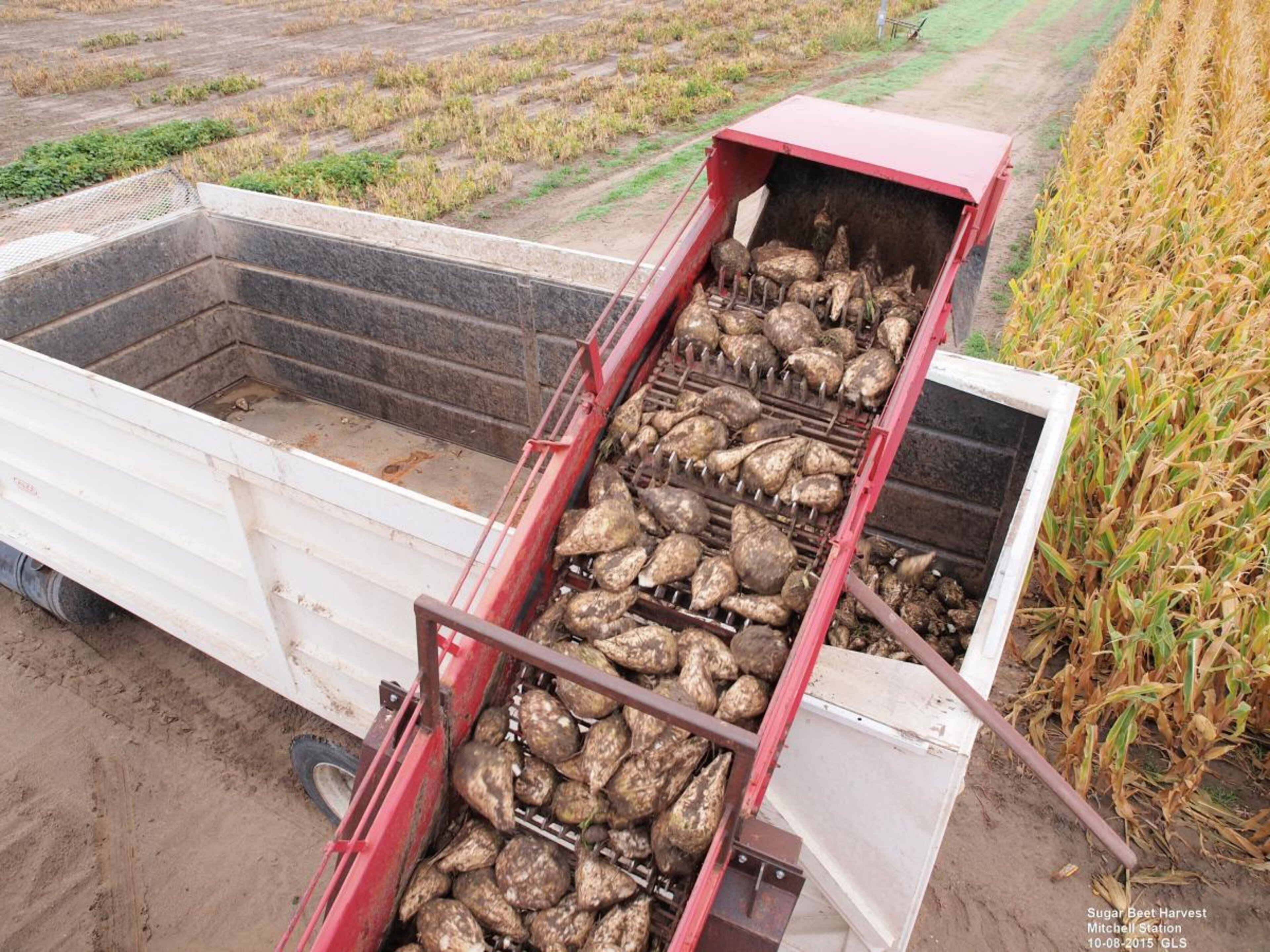 Harvesting Sugar Beet Research Plots in 2015 | CropWatch | Nebraska