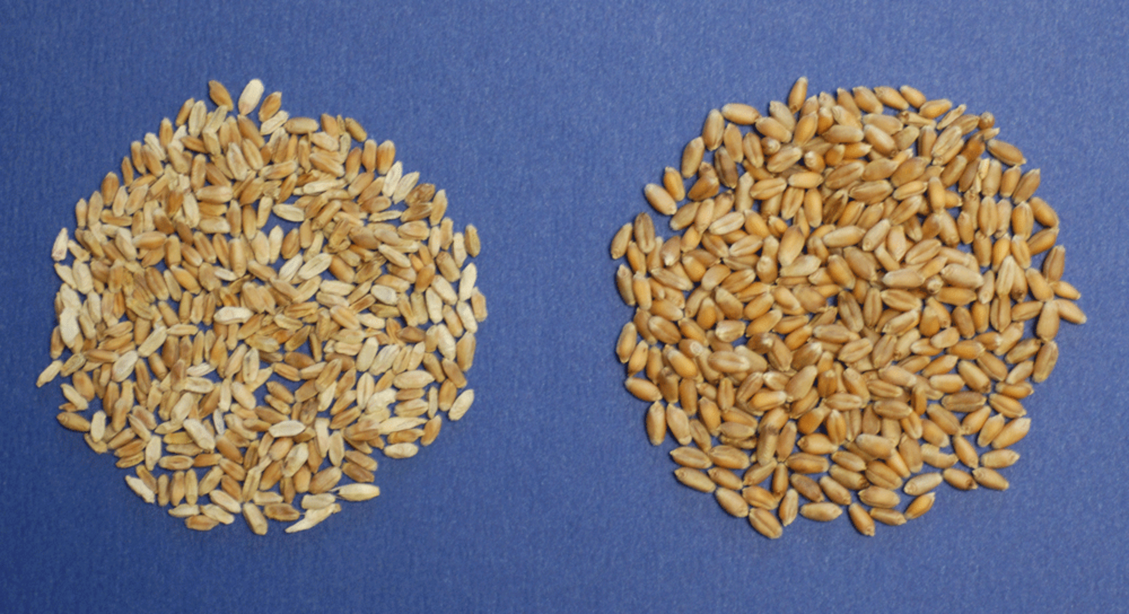 Strategies for Handling Scabby and Vomitoxin-Affected Wheat Grain ...