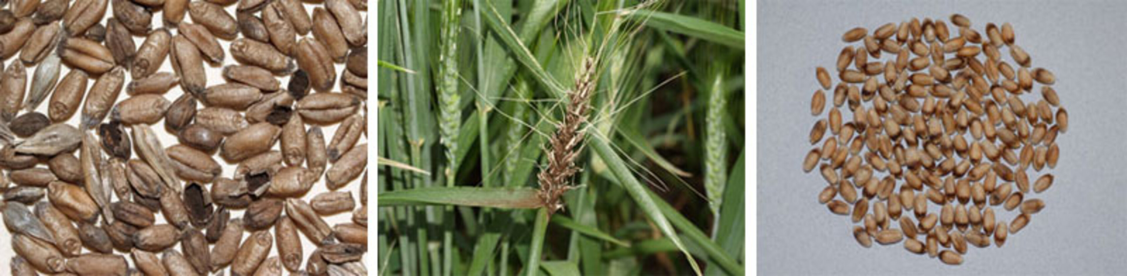 The Importance of Wheat Seed Treatments | CropWatch | Nebraska