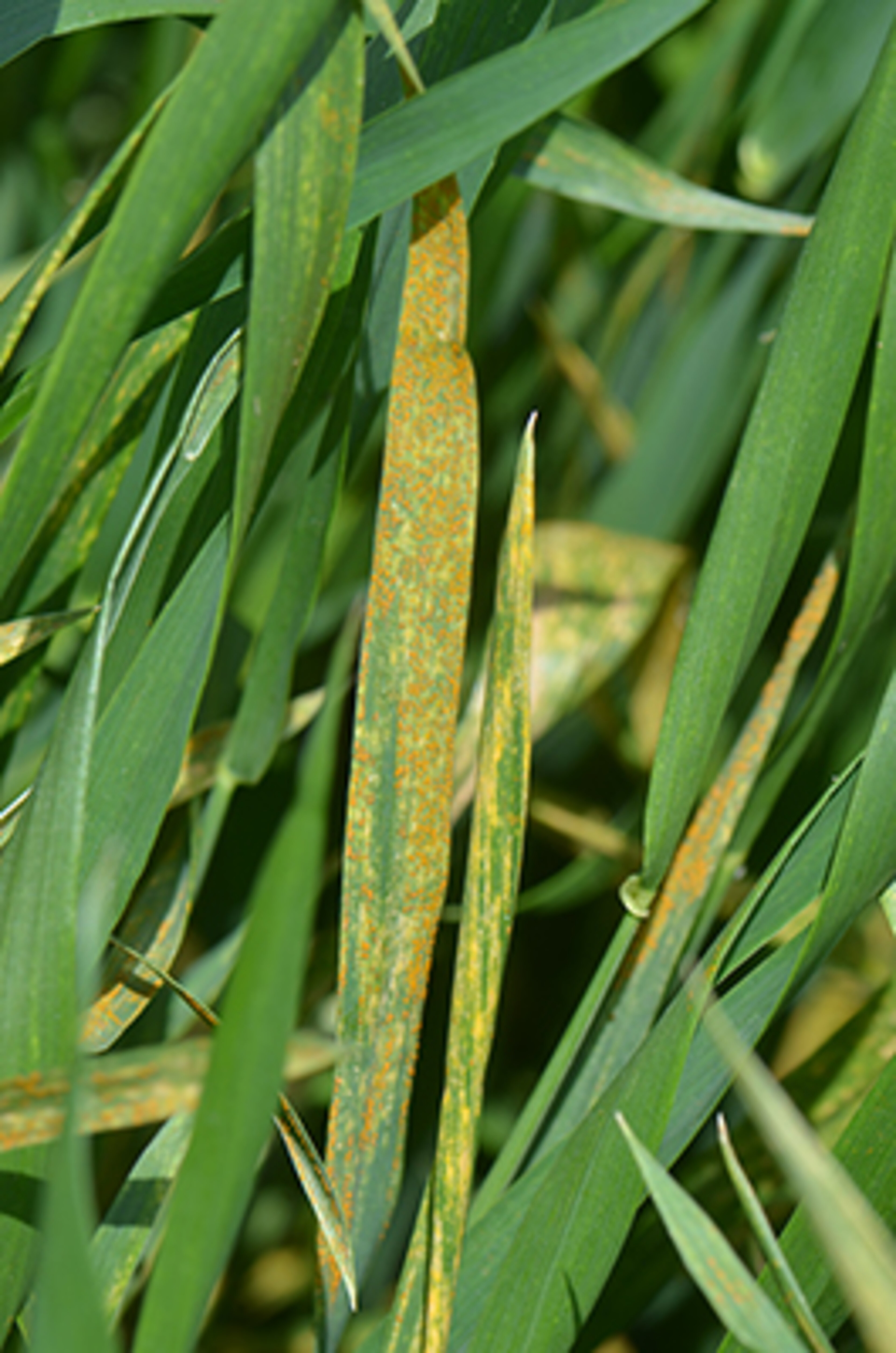 Stripe Rust Widespread in Wheat But Mostly At Low Levels | CropWatch ...