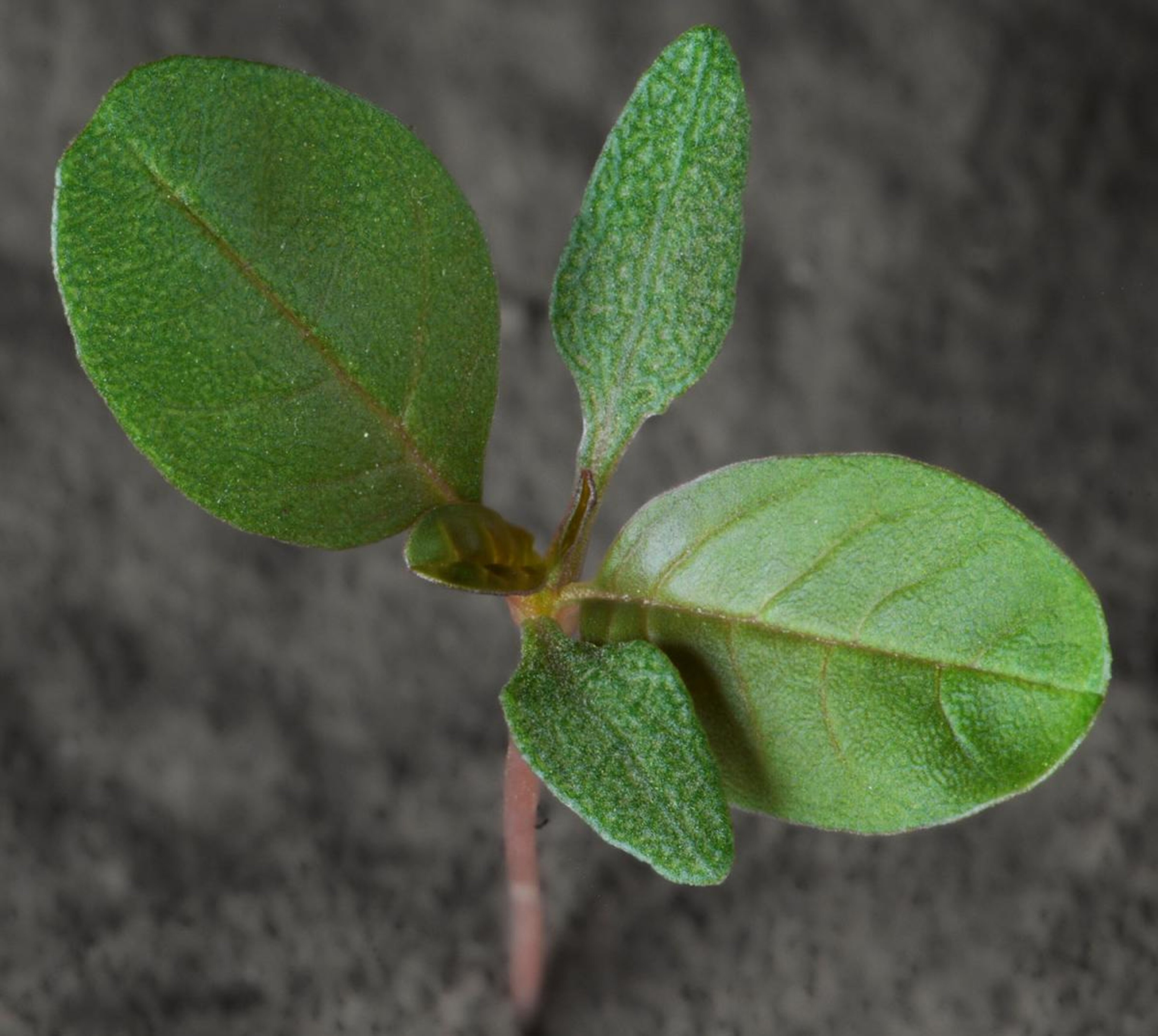 How to Differentiate Common Waterhemp and Palmer Amaranth Seedlings ...