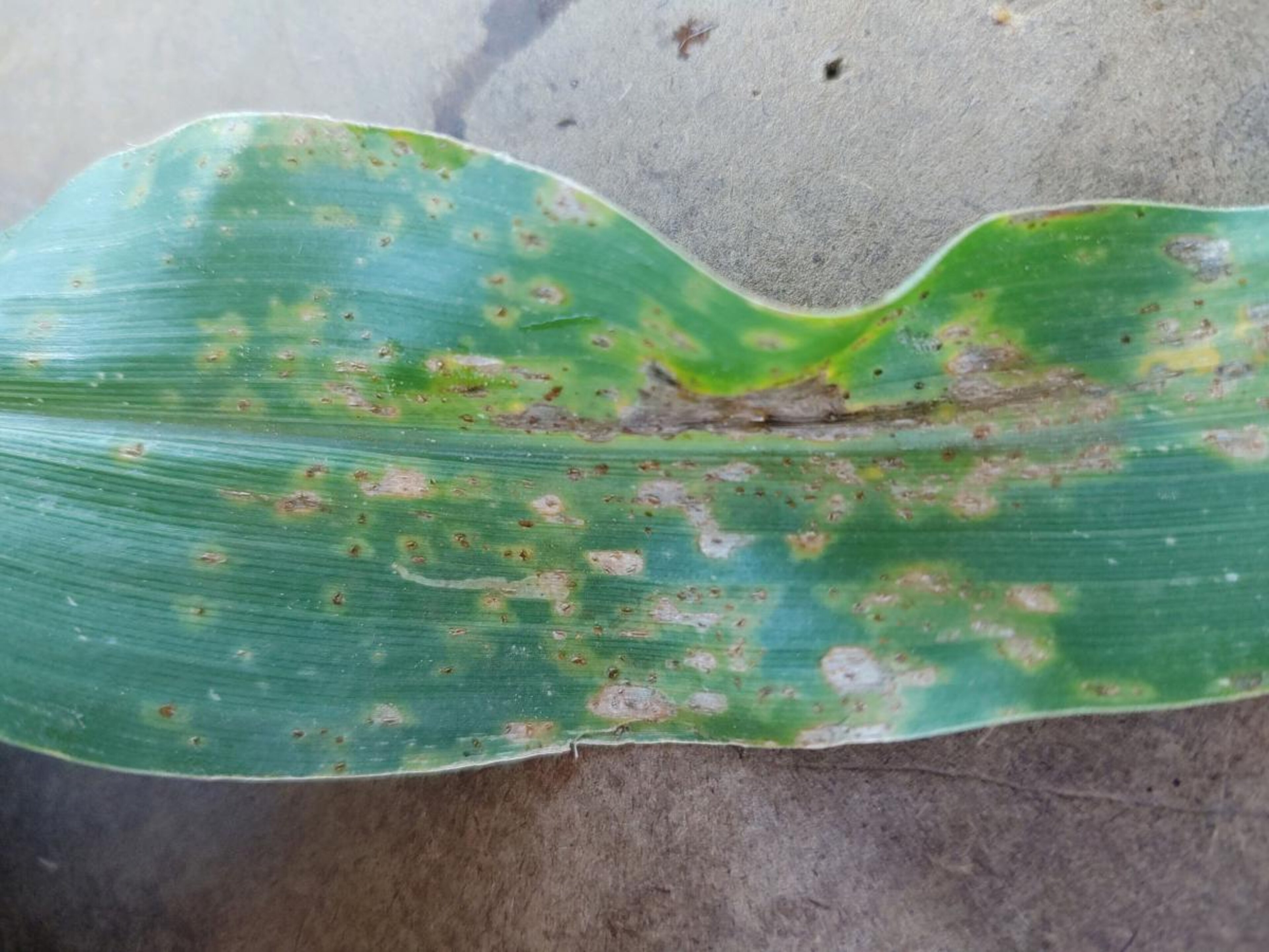 Southern Rust of Corn Confirmed in Southeast Nebraska | CropWatch ...