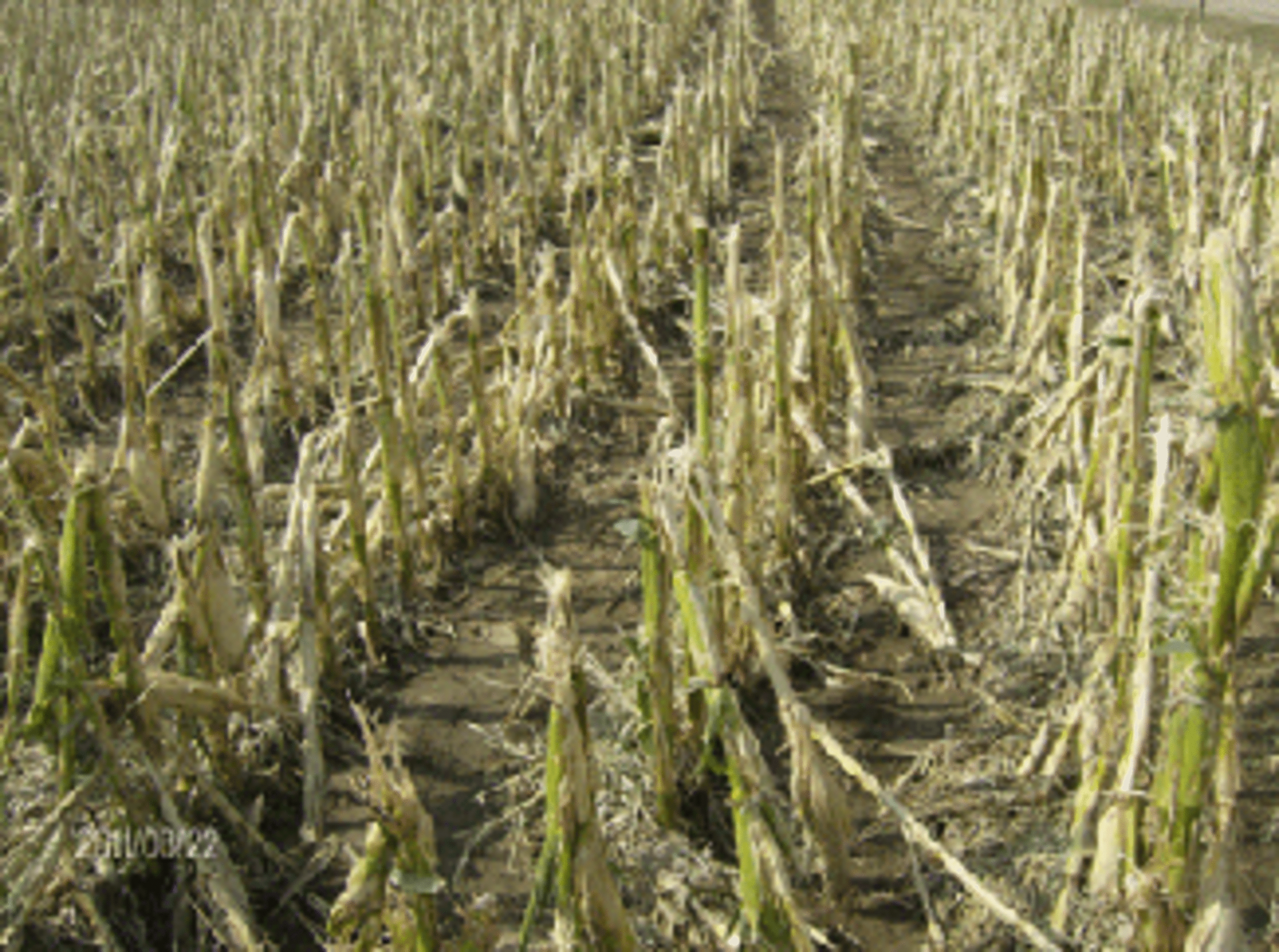 Correct Timing Makes the Best Silage | CropWatch | Nebraska