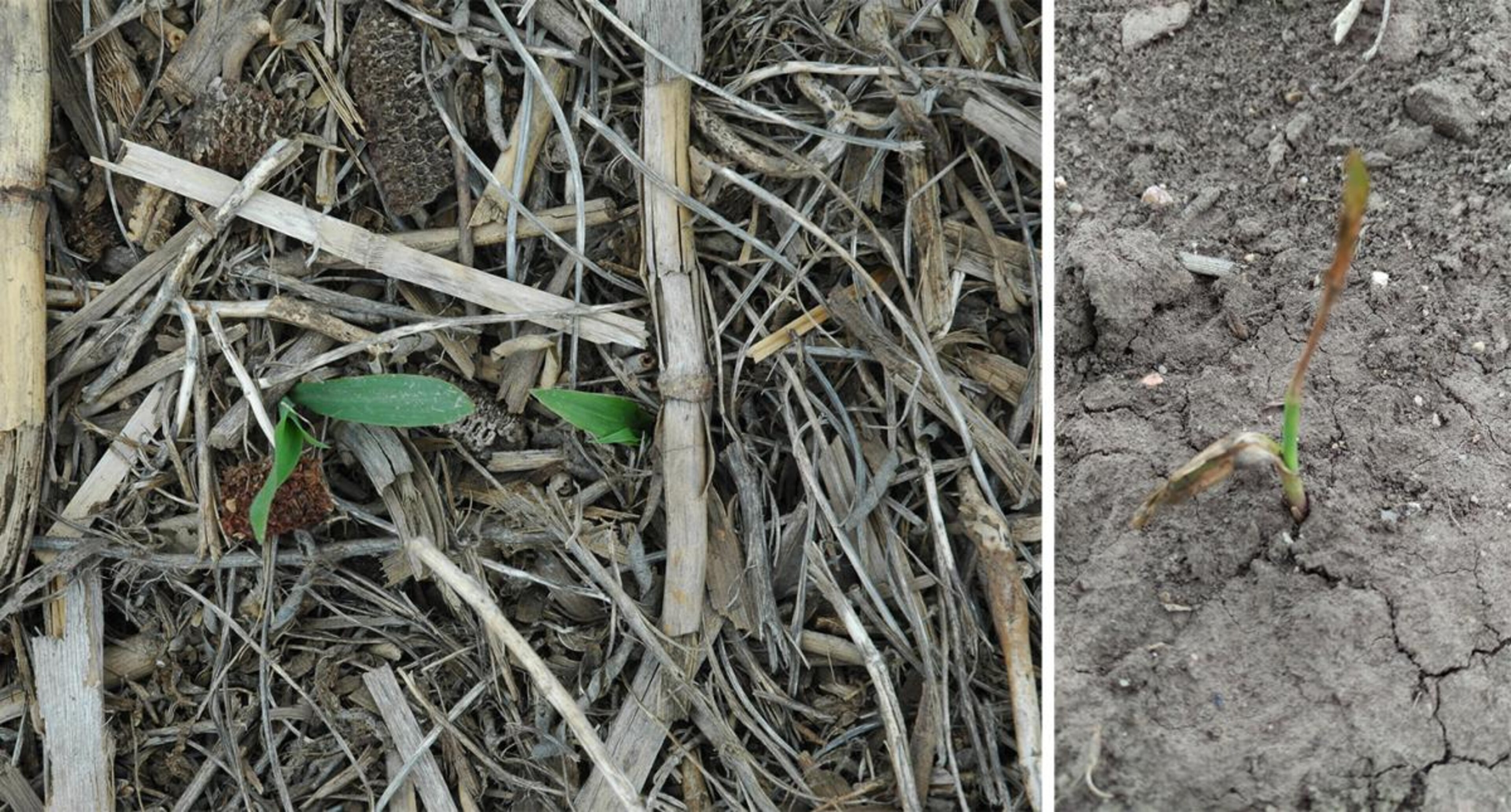 Assessing Effects of Recent Dust Storm on Emerged Corn | CropWatch ...
