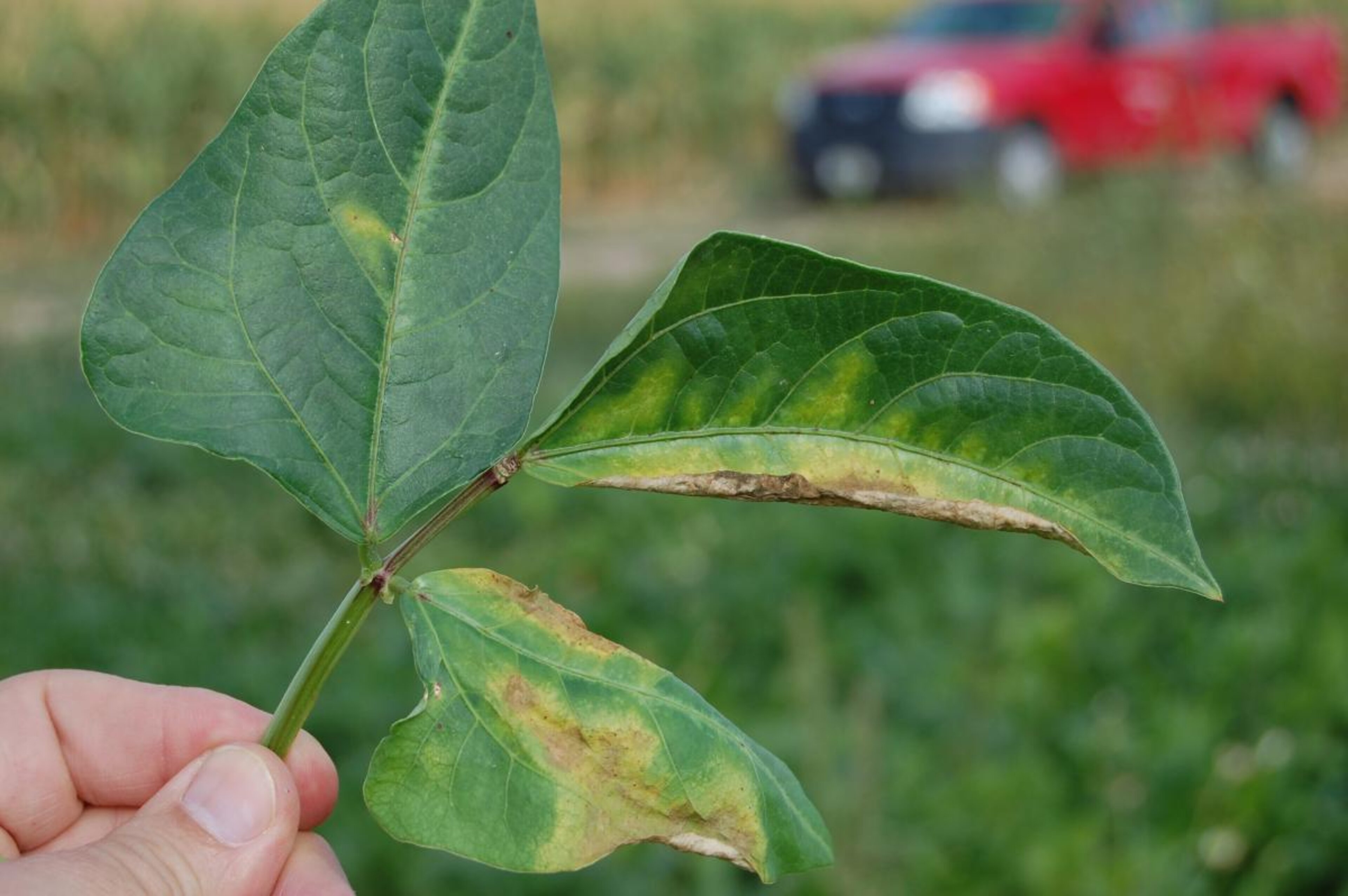 Cowpea Bacterial Wilt ― An Old Disease in a New Crop | CropWatch | Nebraska