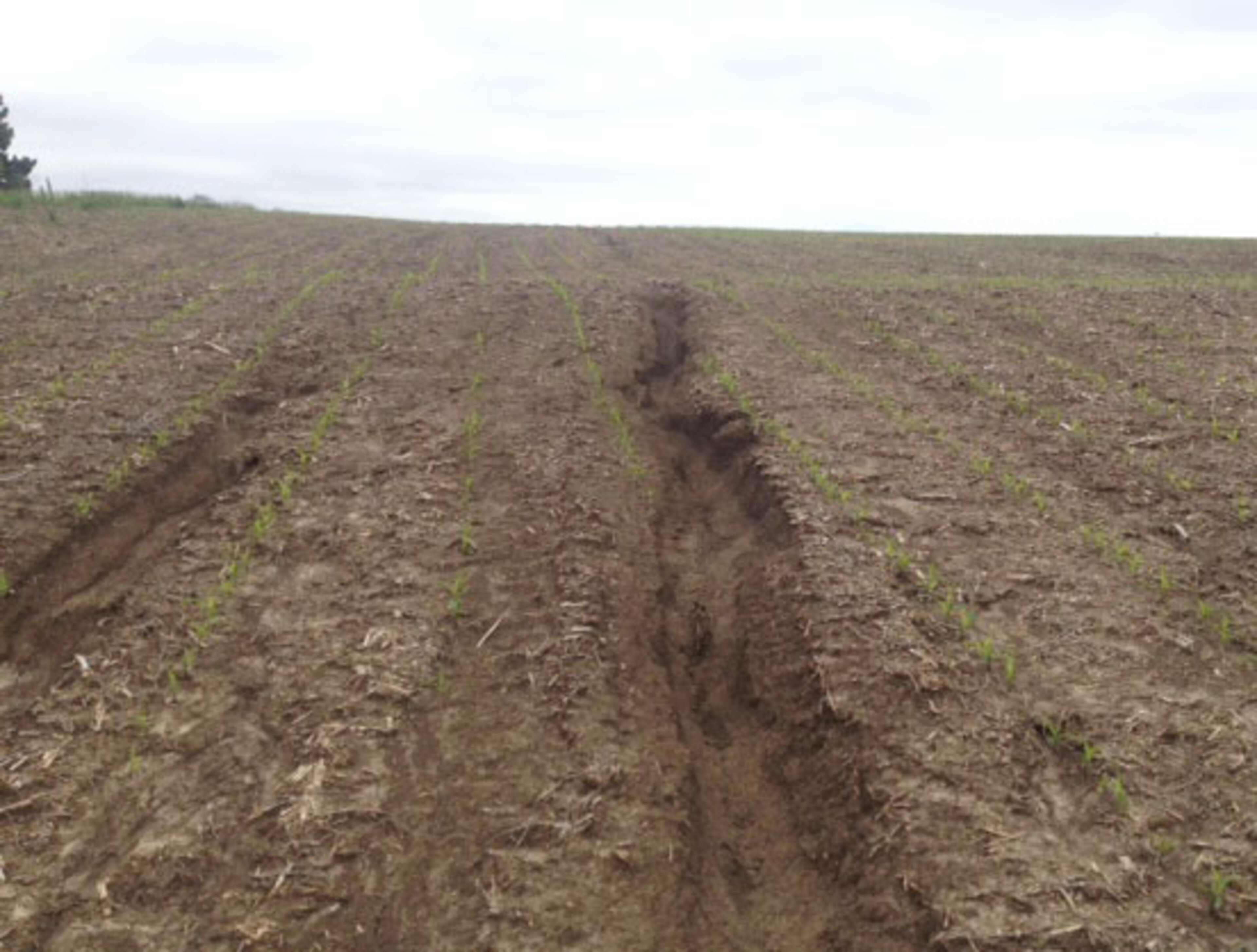Cover Crops for Prevented Planting Acres | CropWatch | Nebraska