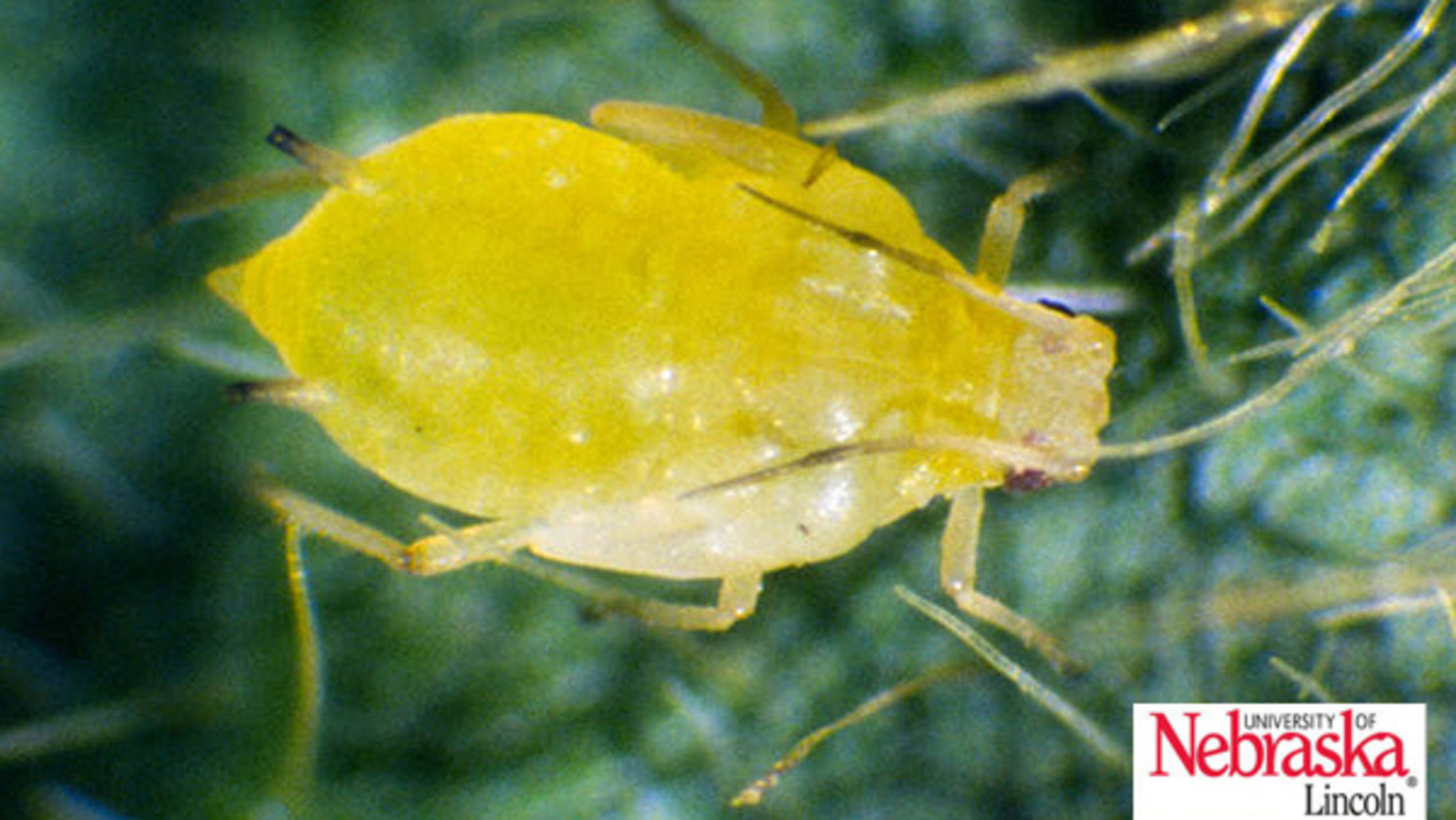 Insects: Aphids and Other Common Soybean Insects | CropWatch | Nebraska