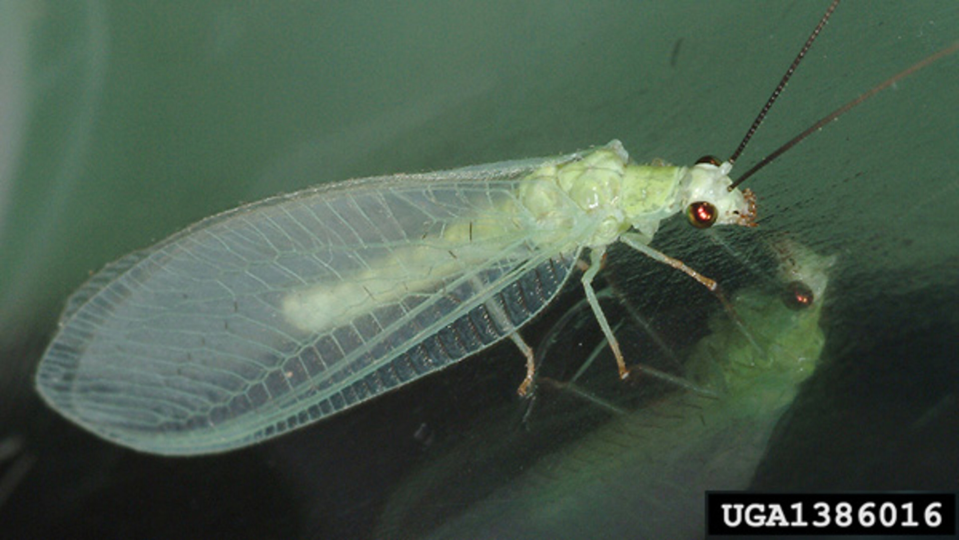 Insects: Aphids and Other Common Soybean Insects | CropWatch | Nebraska