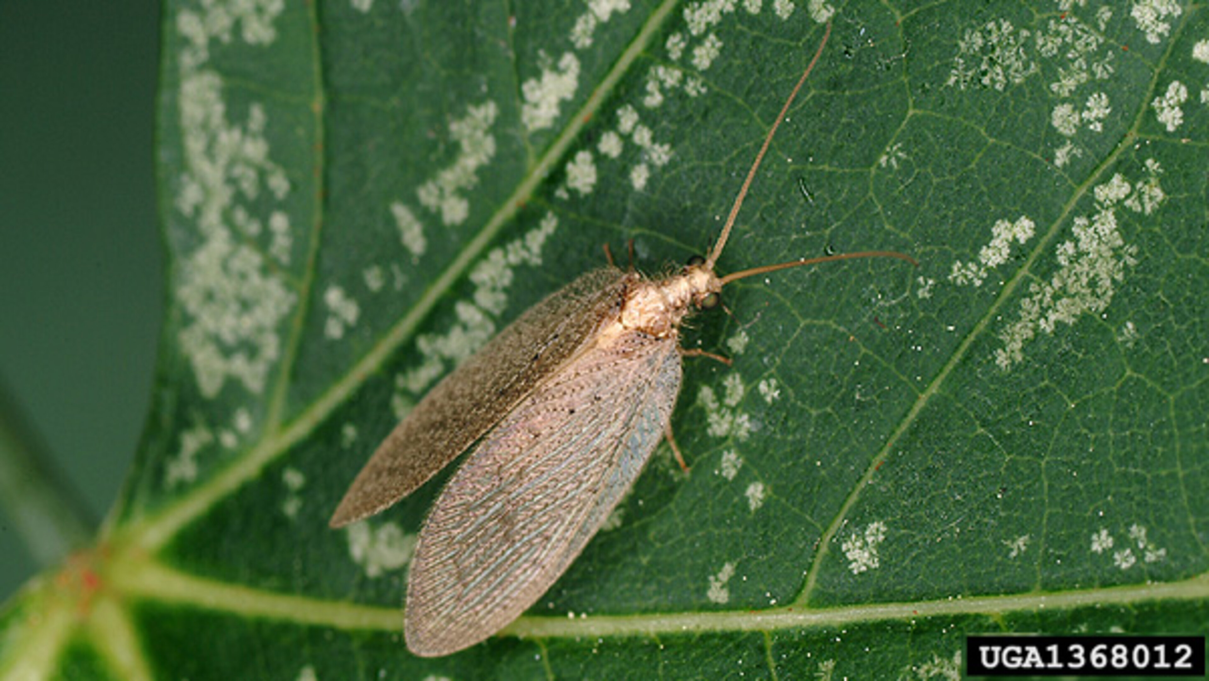 Insects: Aphids and Other Common Soybean Insects | CropWatch | Nebraska