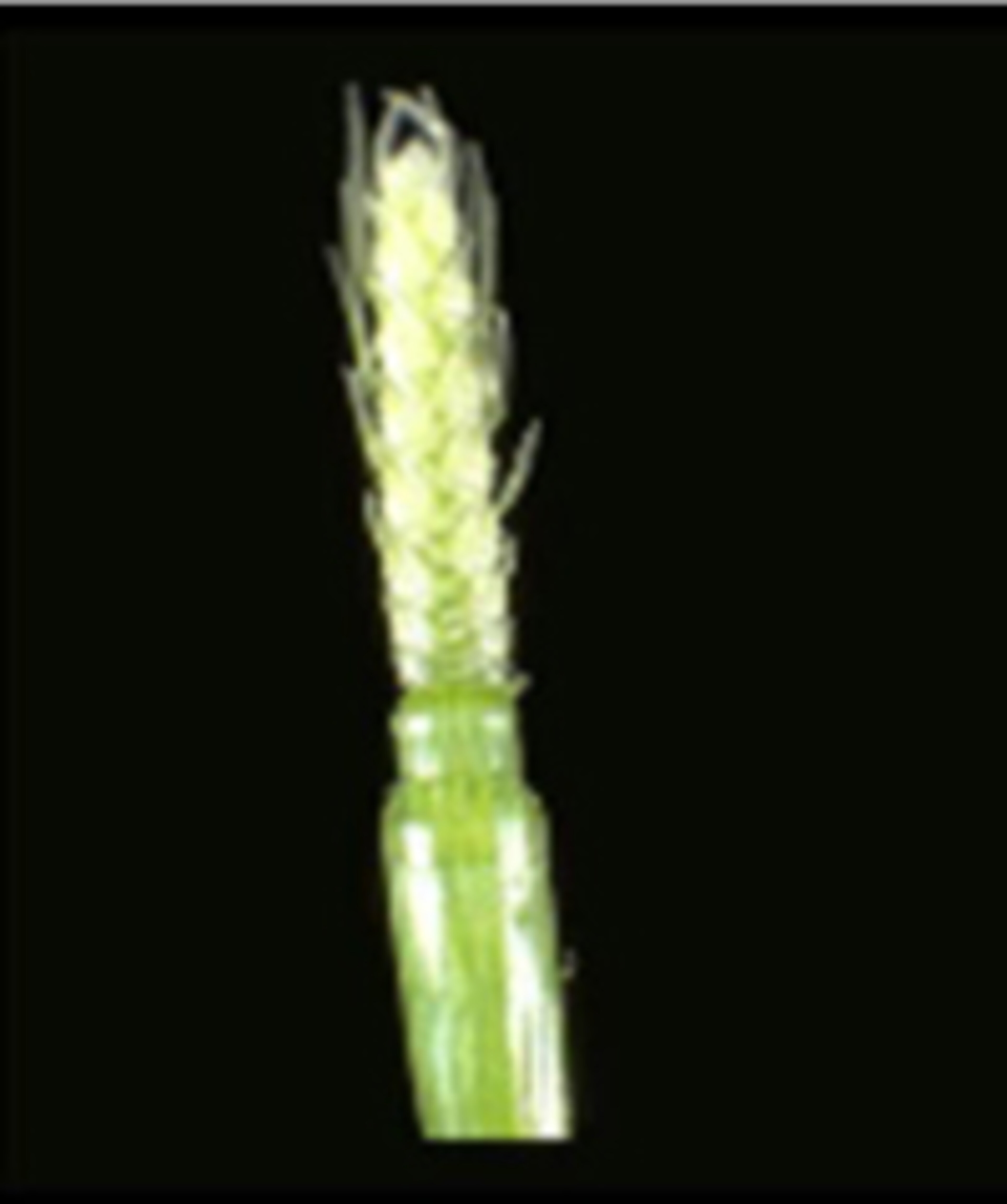 Assessing Freeze Injury to Wheat | CropWatch | Nebraska