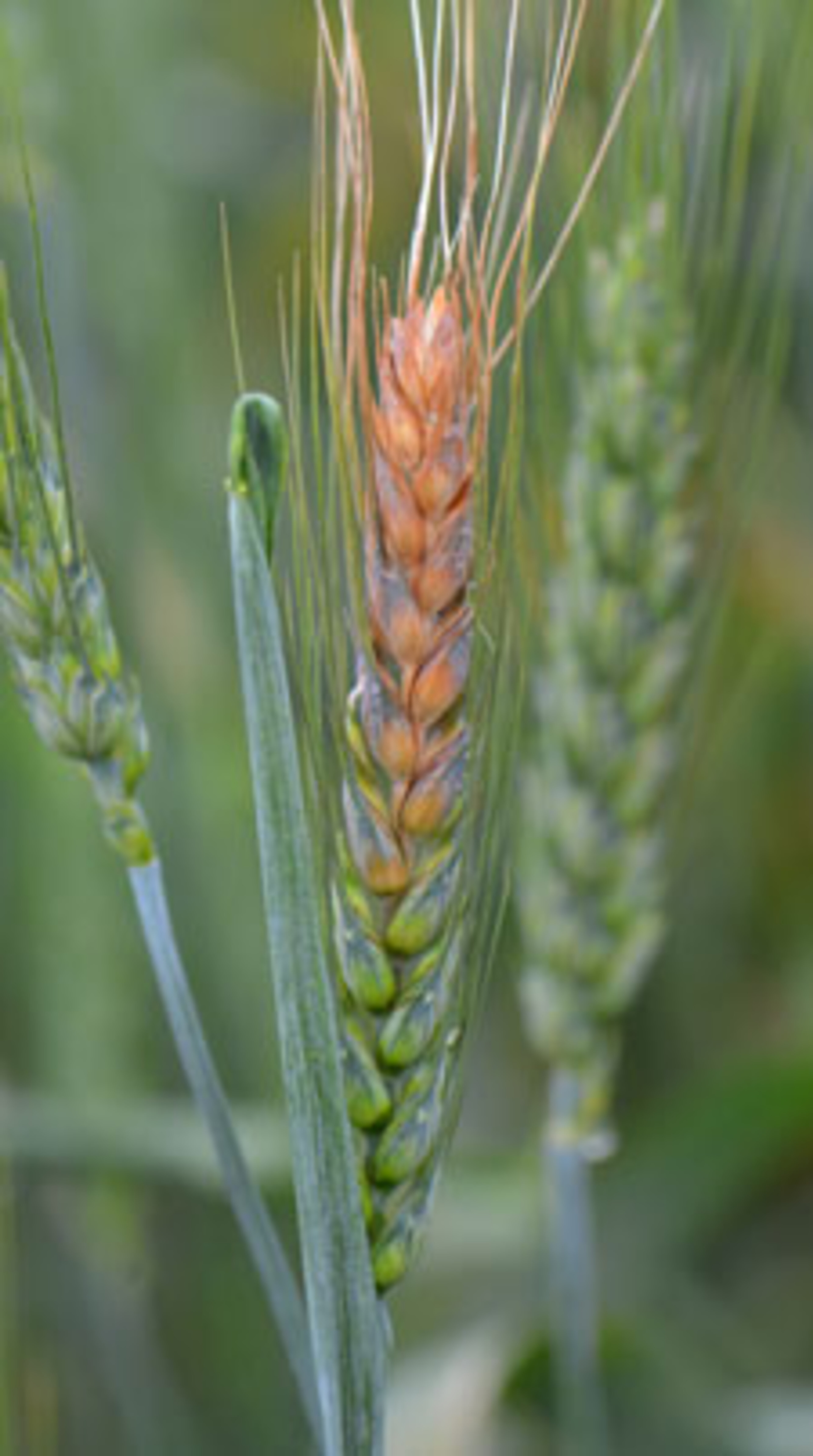 Wheat Disease Update Fusarium Head Blight Confirmed Cropwatch Nebraska