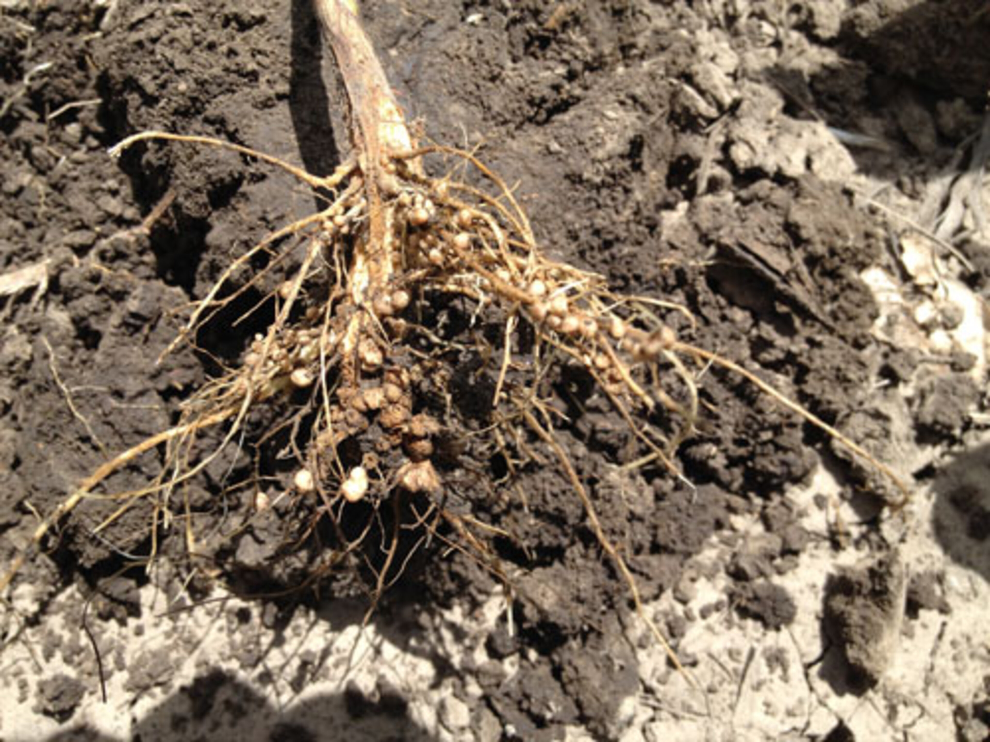 Soybean Inoculation: When, Where, and Why | CropWatch | Nebraska