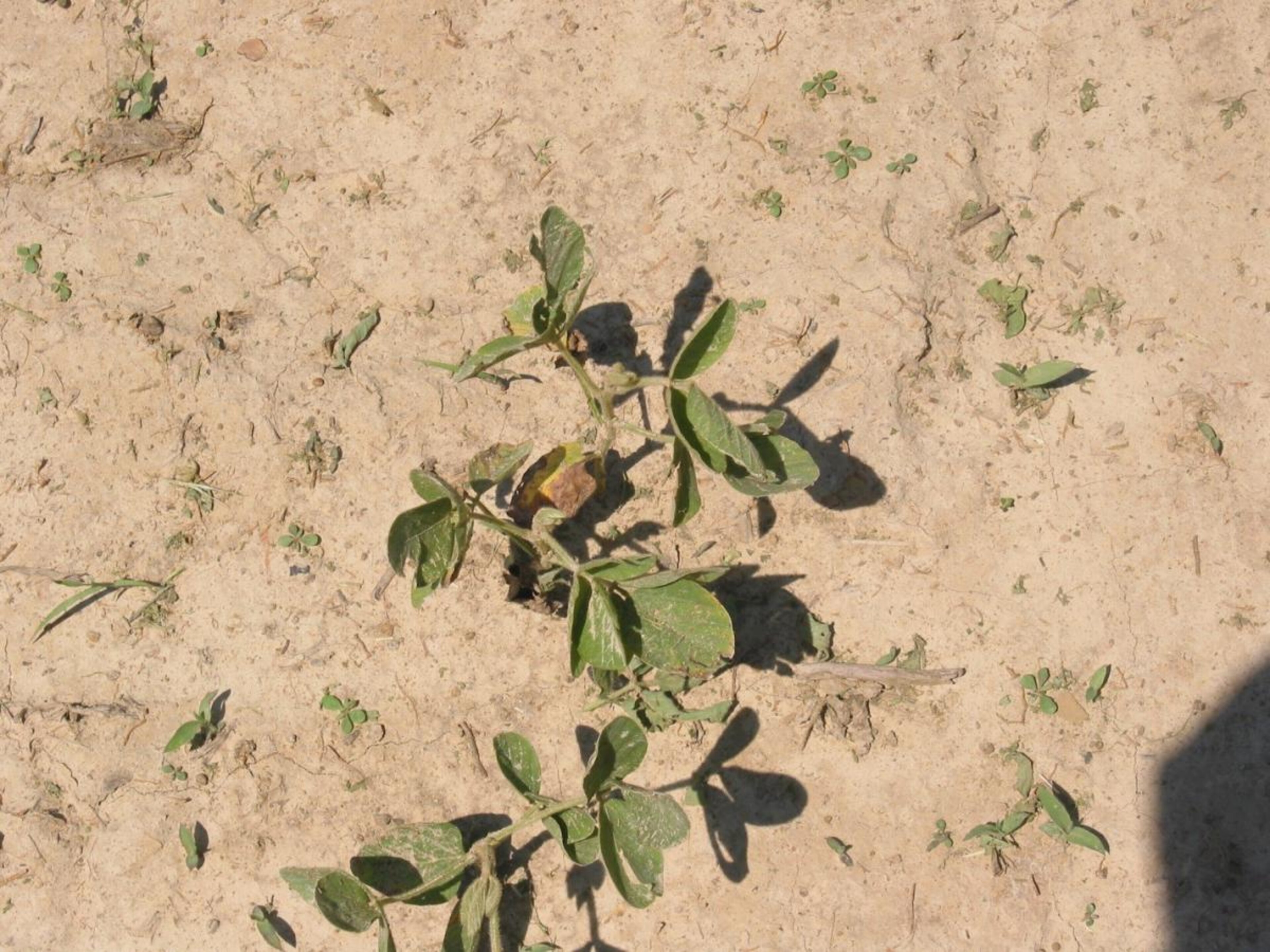 Soils: Nutrient Deficiencies | CropWatch | Nebraska