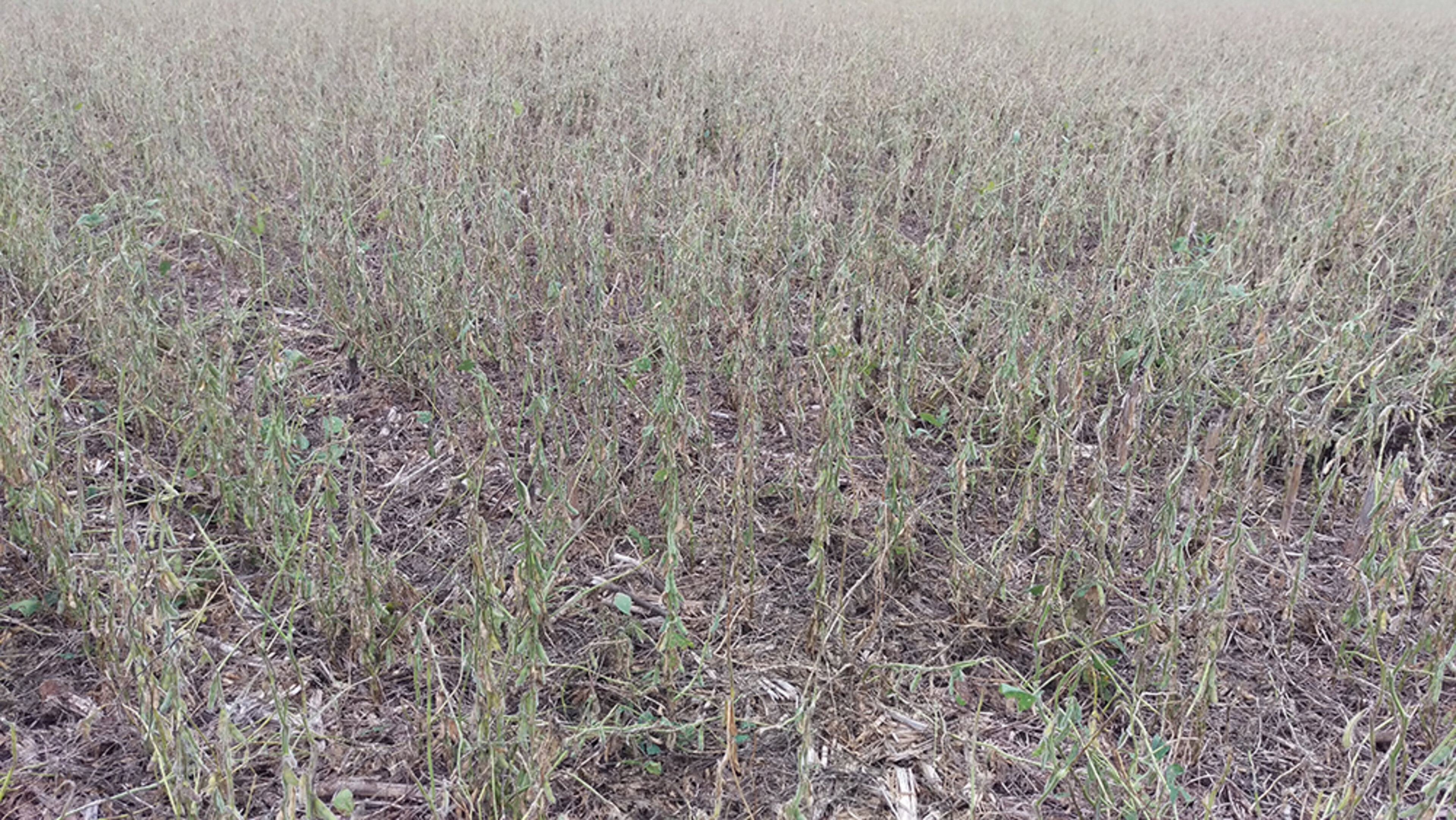 Cover Crop Considerations Following Late-season Hail Storms | CropWatch ...