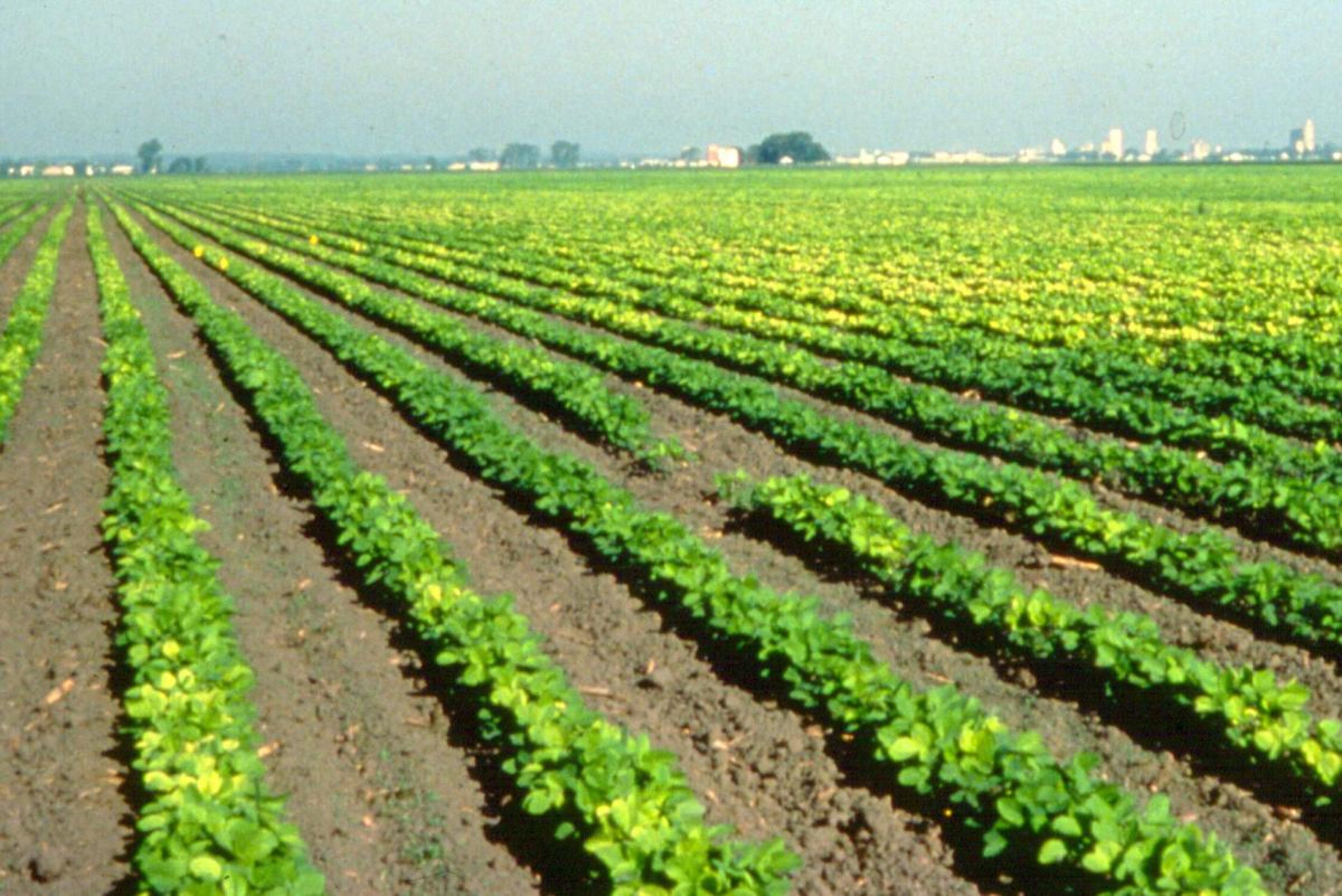Nutrient Deficiencies in Soybean | CropWatch | Nebraska