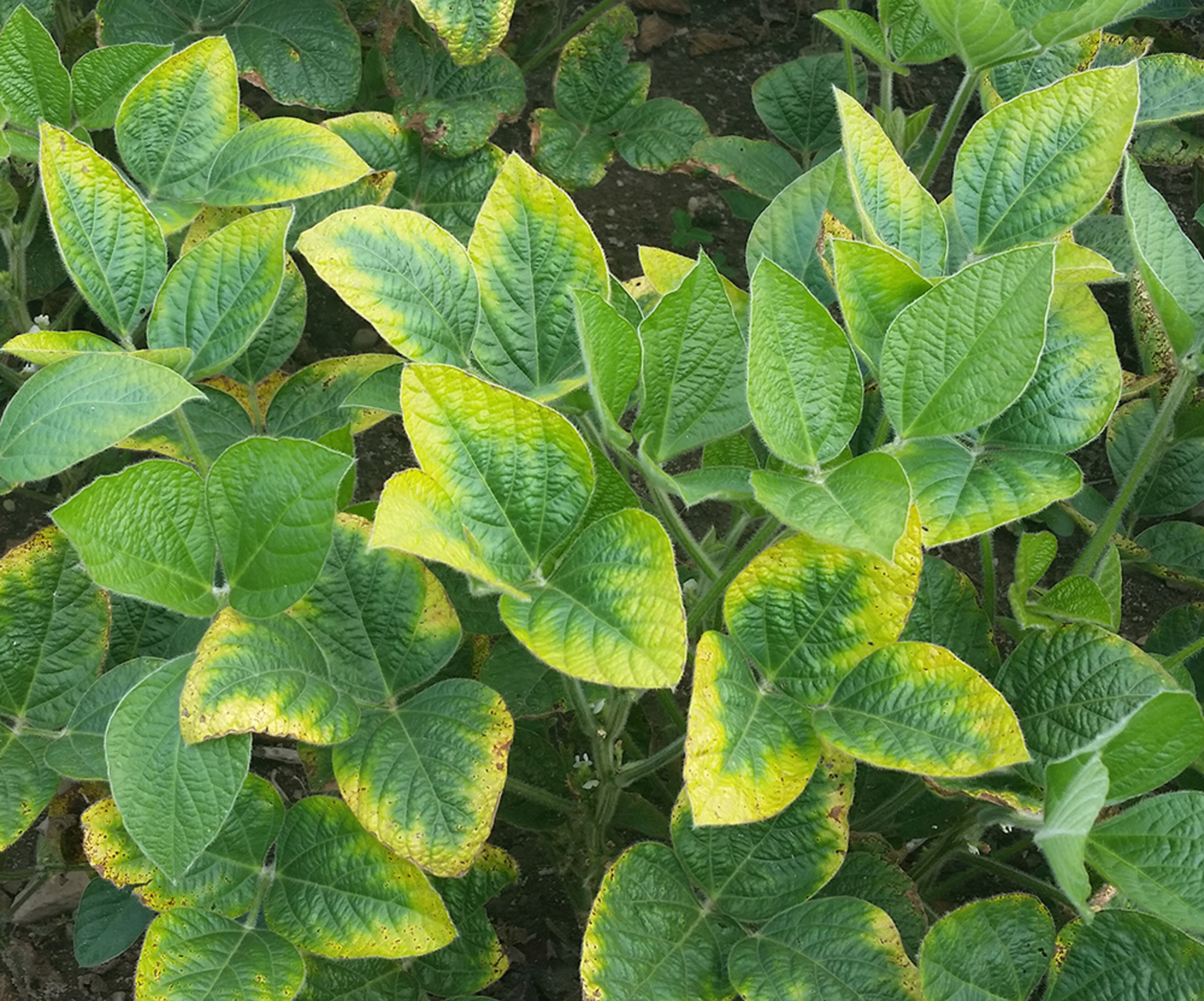 Nutrient Deficiencies in Soybean | CropWatch | Nebraska