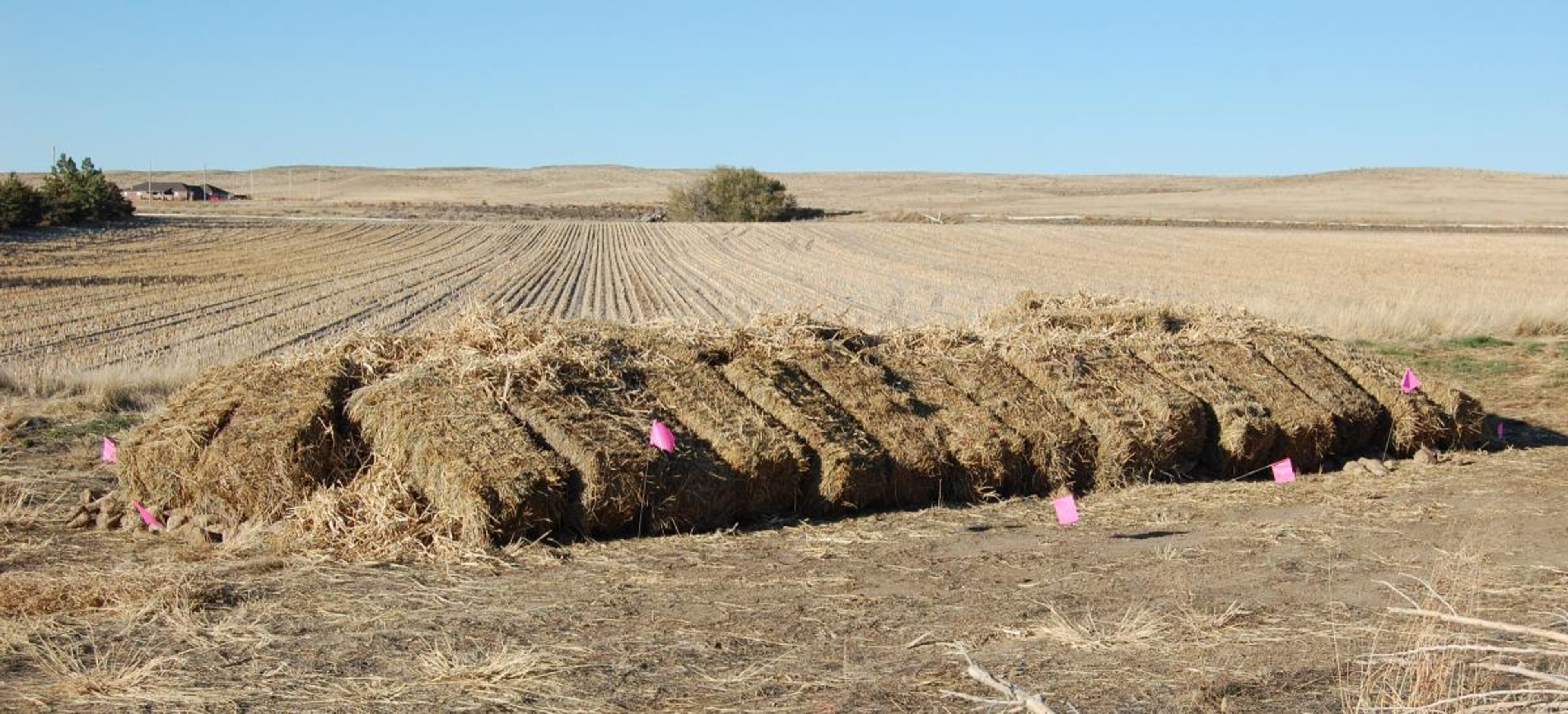 Panhandle REC Studying Sugar Beet Storage Treatments | CropWatch | Nebraska