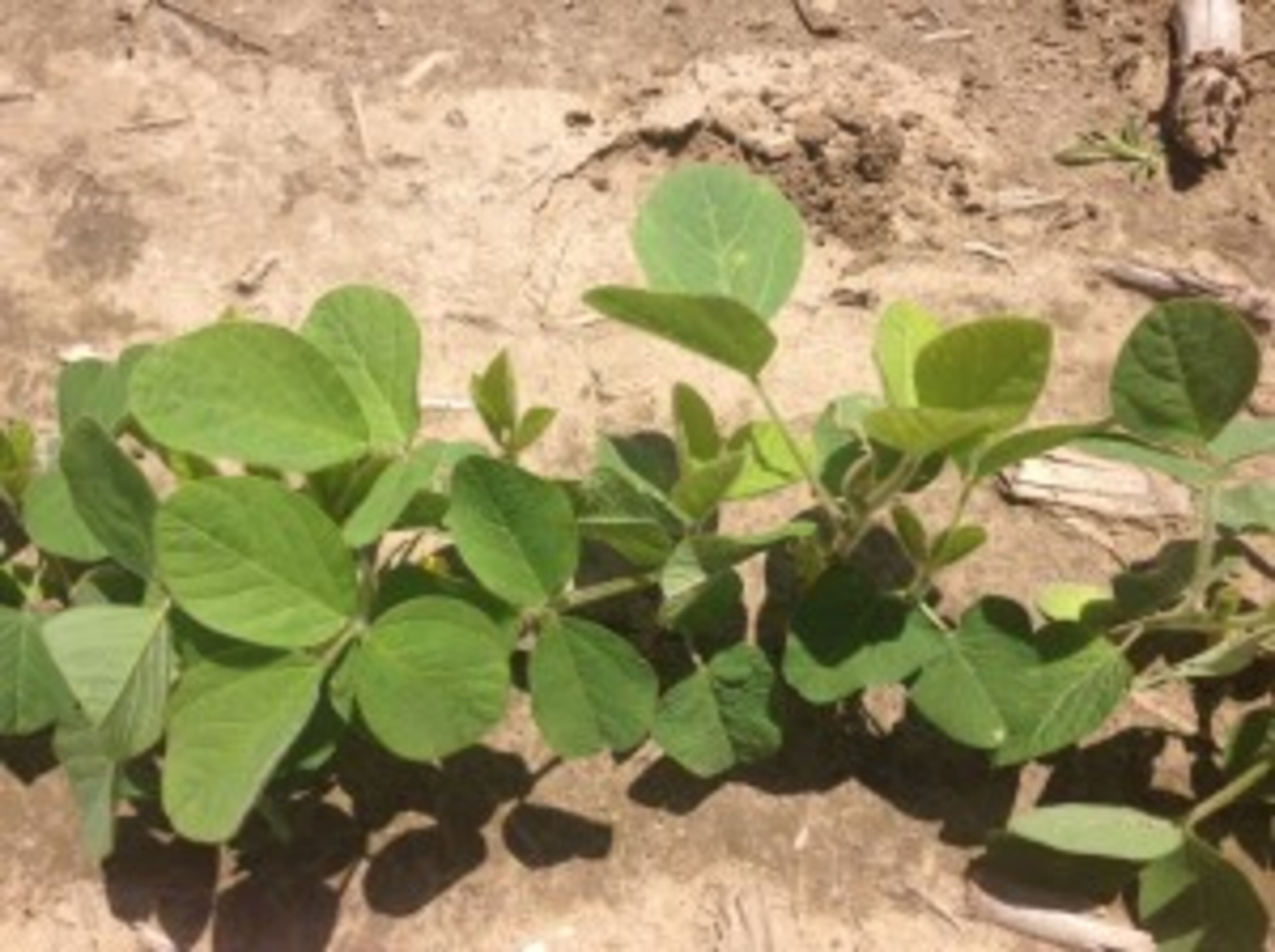 Soils: Nutrient Deficiencies | CropWatch | Nebraska